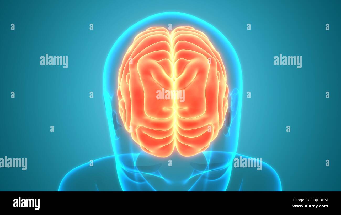 Central Organ of Human Nervous System Brain Anatomy Stock Photo - Alamy