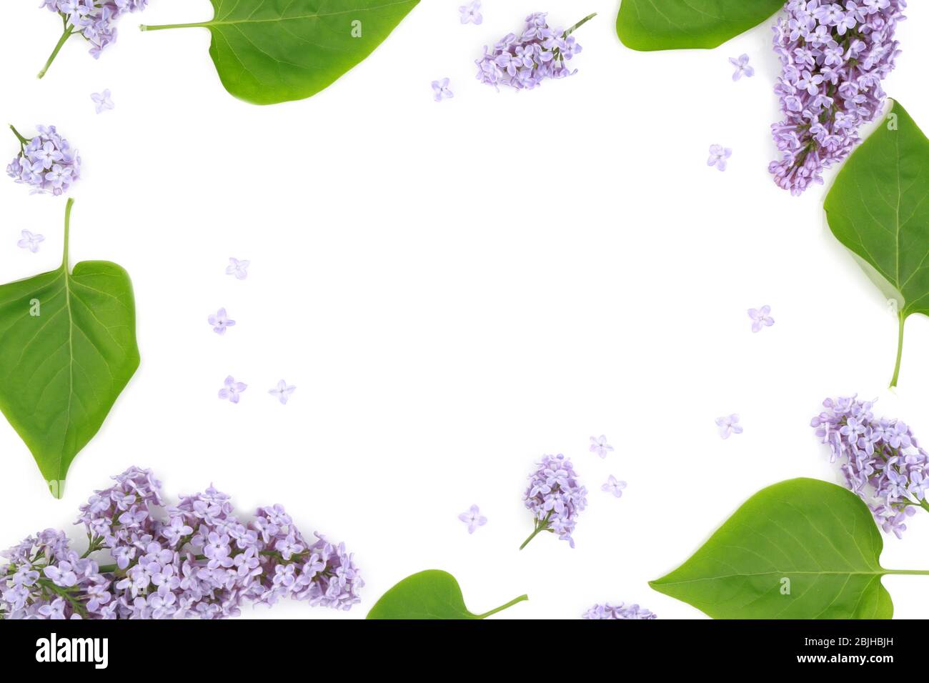 Composition of beautiful lilac flowers on white background Stock Photo ...