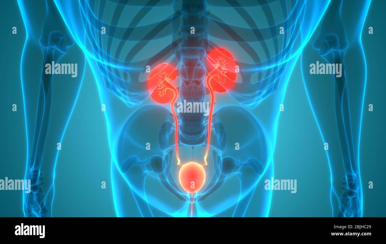 Human Urinary System Kidneys with Bladder Anatomy Stock Photo - Alamy