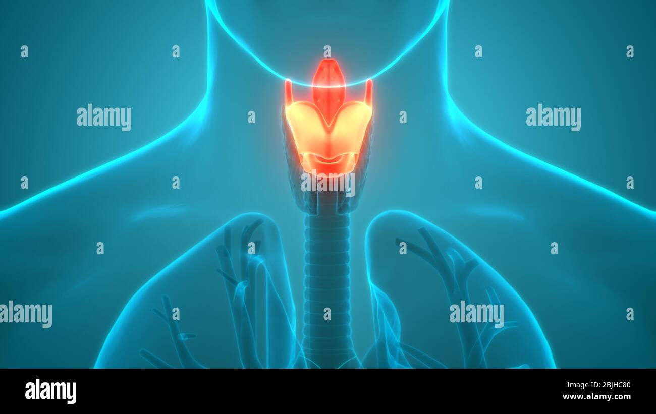 Larynx hi-res stock photography and images - Alamy