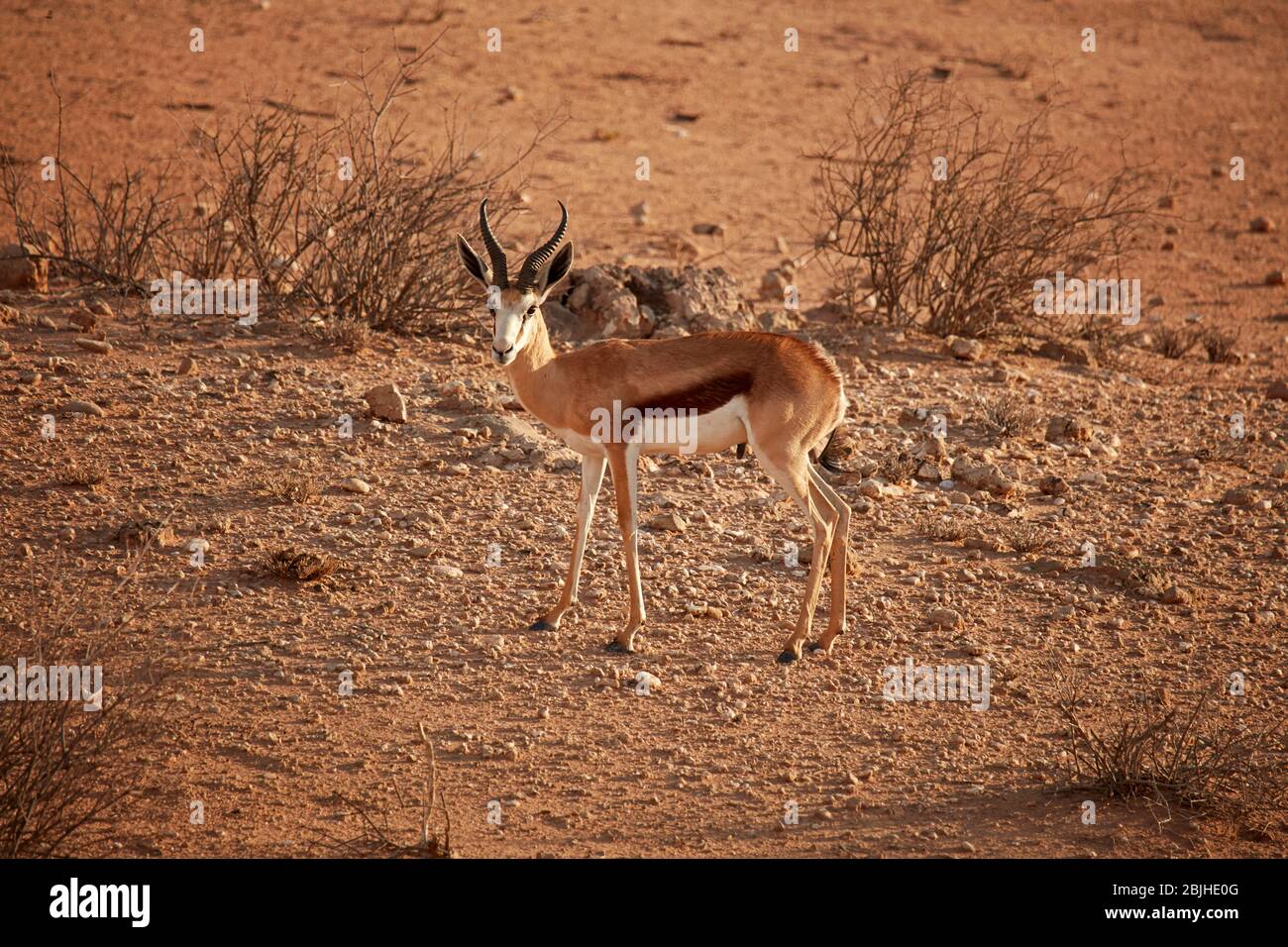 Springboks south africa hi-res stock photography and images - Alamy
