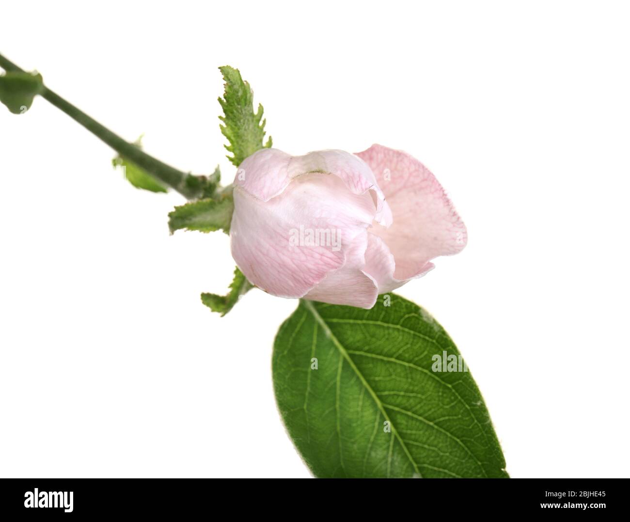 Unopened flower inflorescence hi-res stock photography and images - Alamy