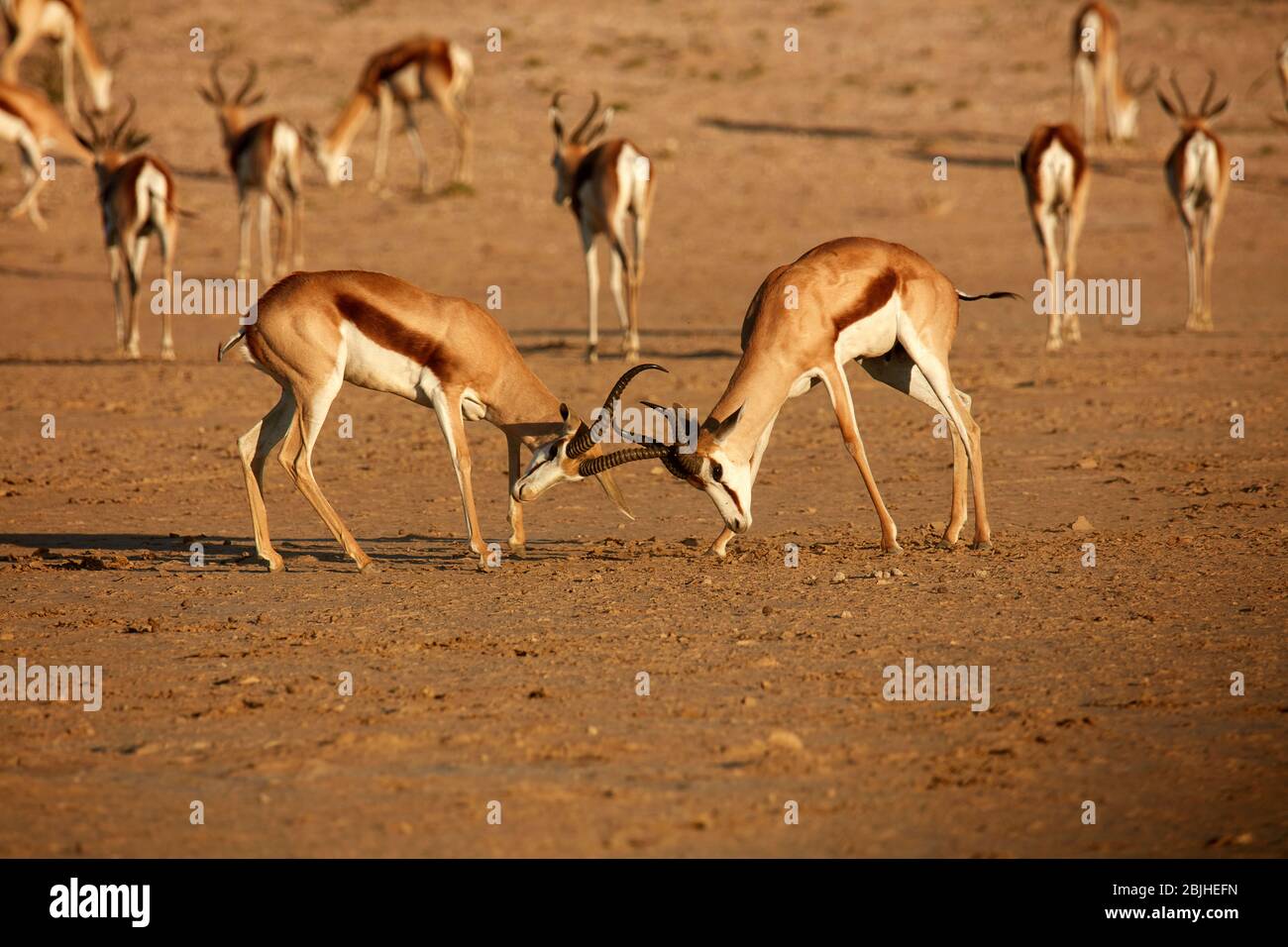 Springboks hi-res stock photography and images - Alamy