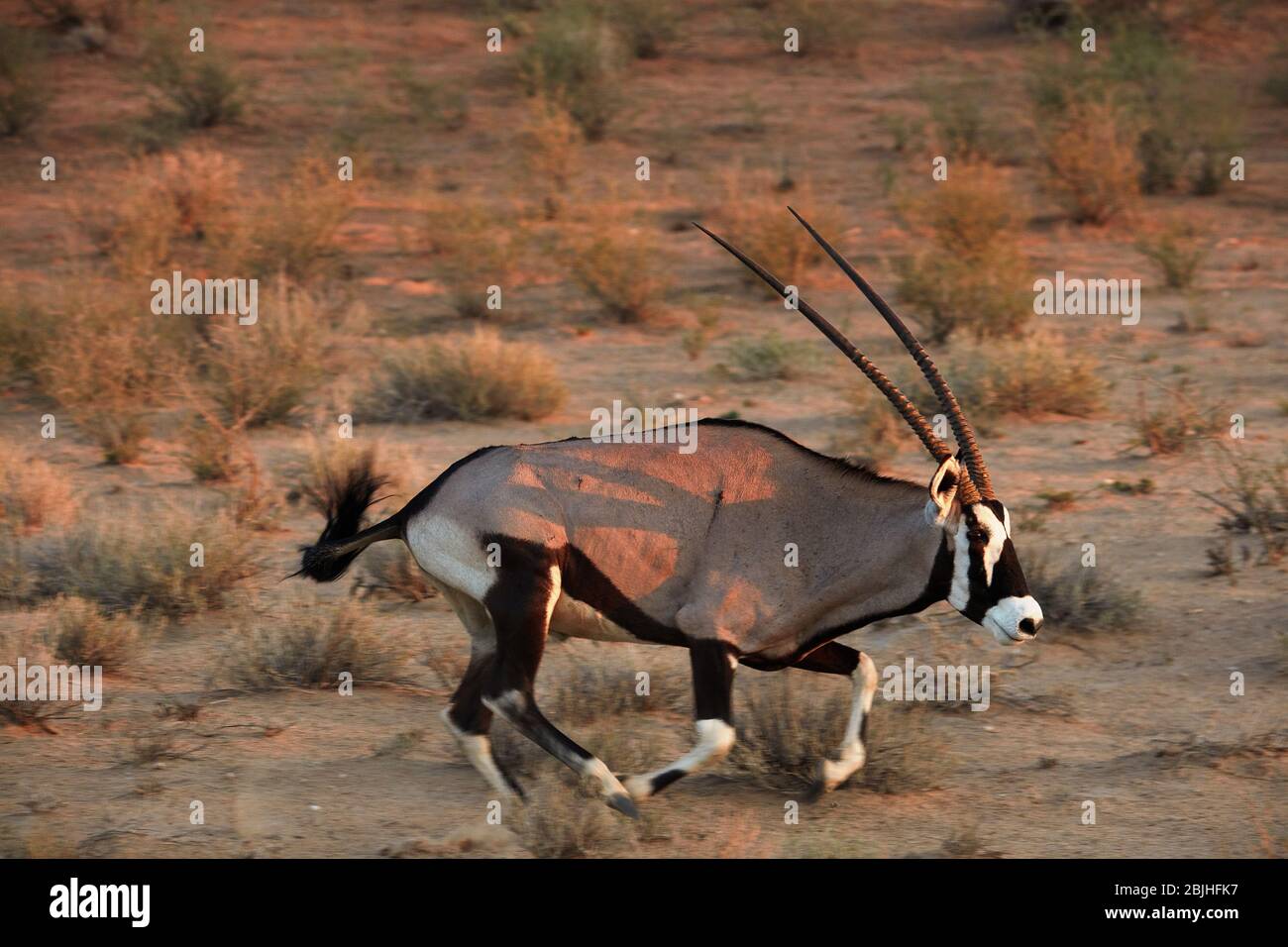 Kalahari gemsbok national park hi-res stock photography and images - Alamy