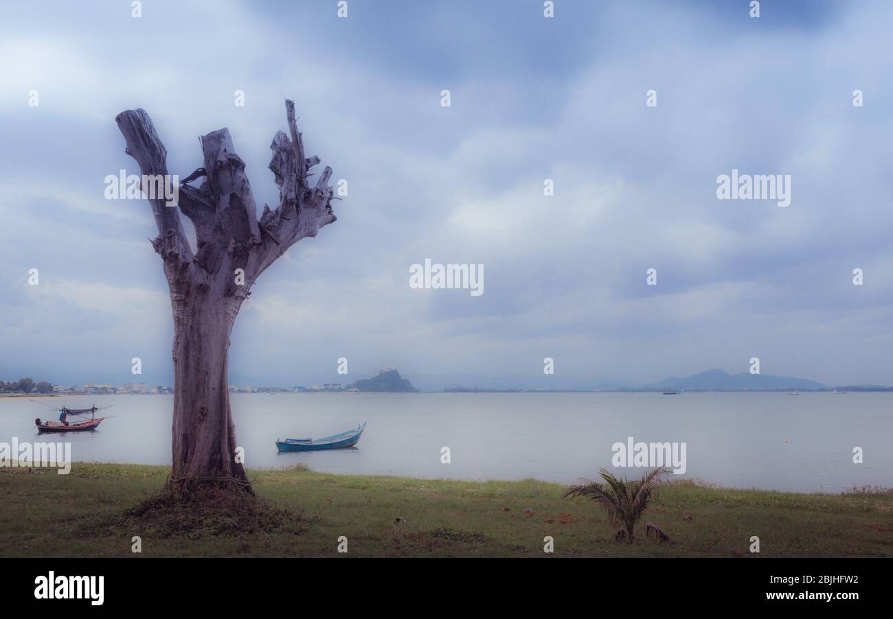 Tall trimmed tree trunk at beach in front of sea with fishing boats in ...