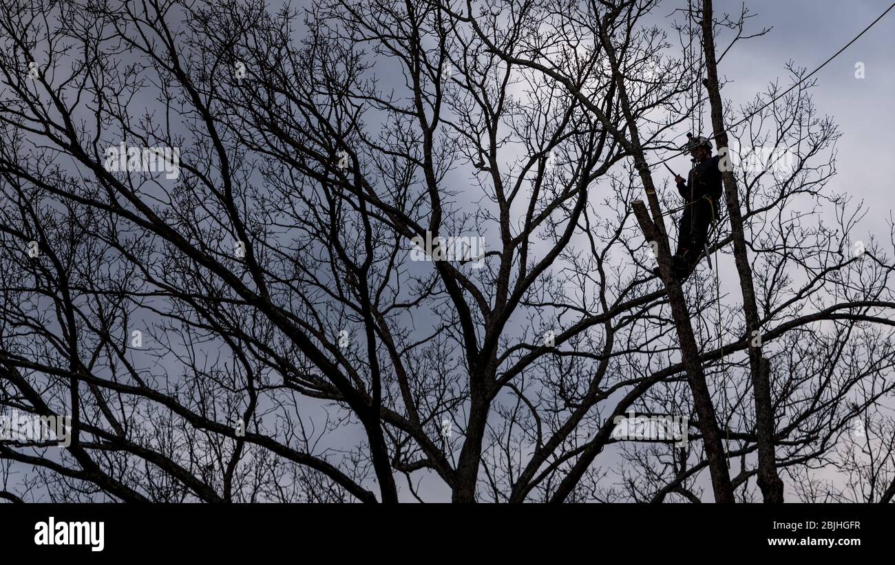 Tree surgeon hanging from rope hi-res stock photography and images - Alamy