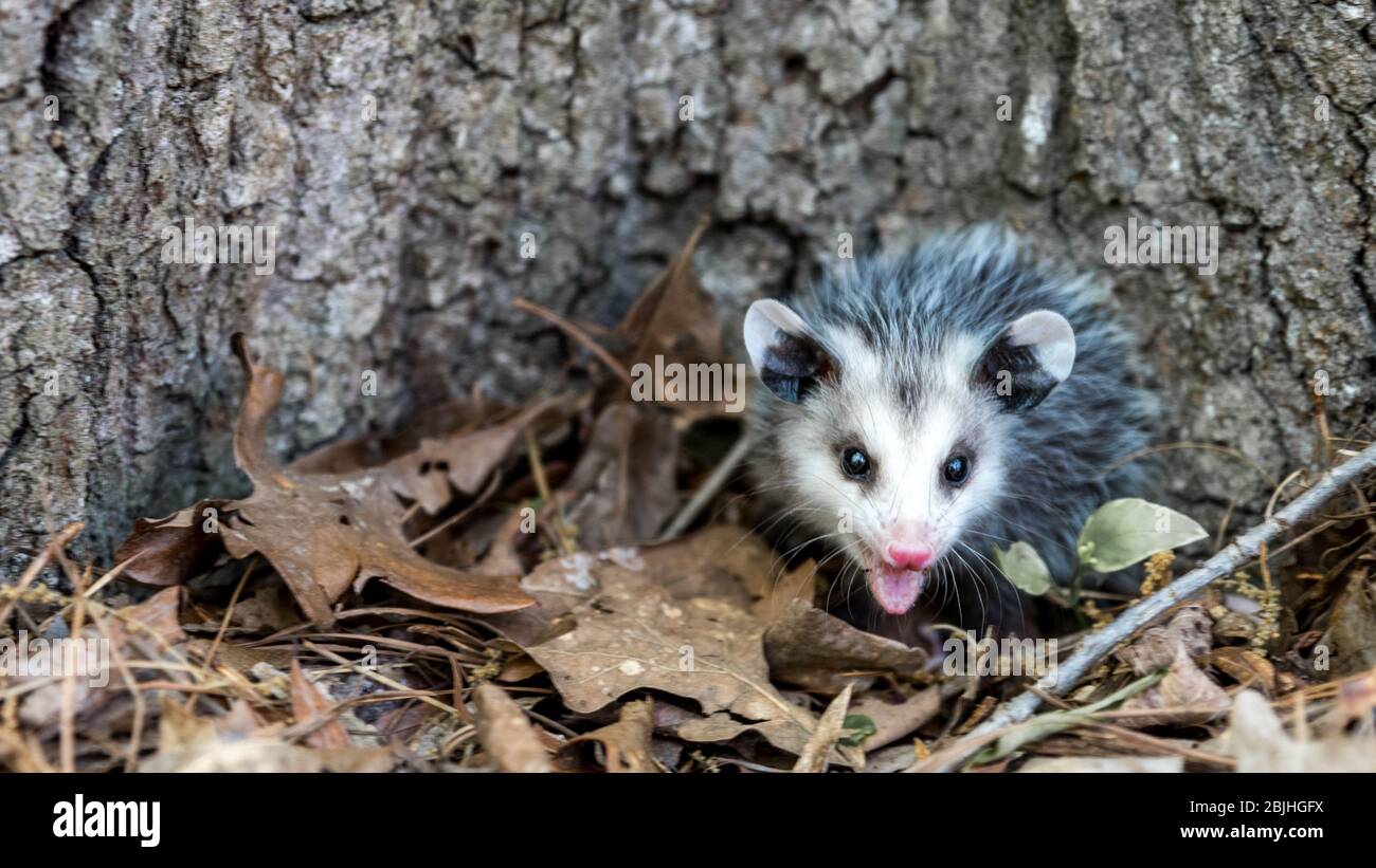 Baby opossum with pink nose standing in leaves in front of tree in ...