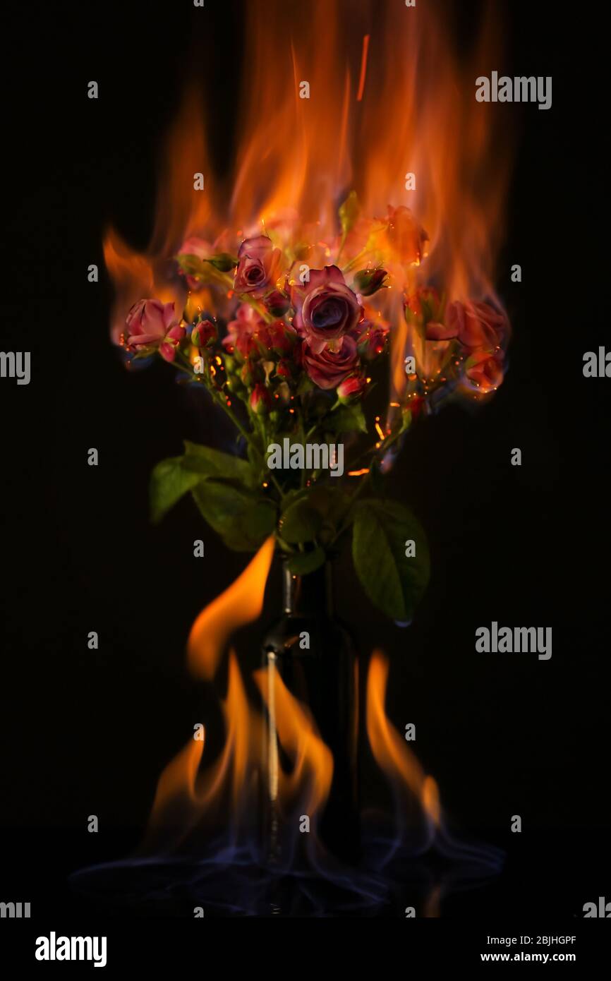 Burning roses on black background Stock Photo - Alamy