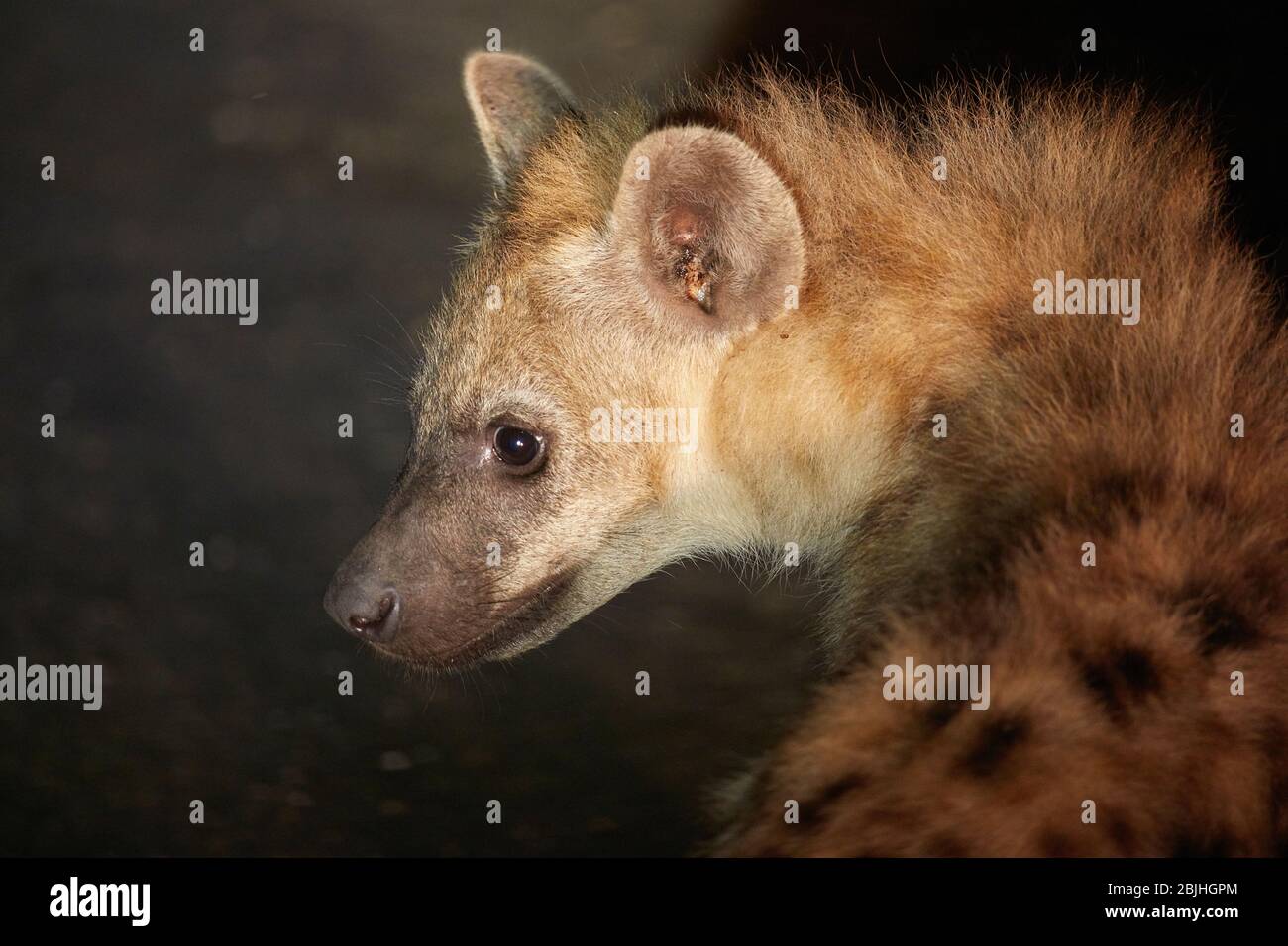 Spotted hyena (Crocuta crocuta), seen on night game drive, Kruger ...