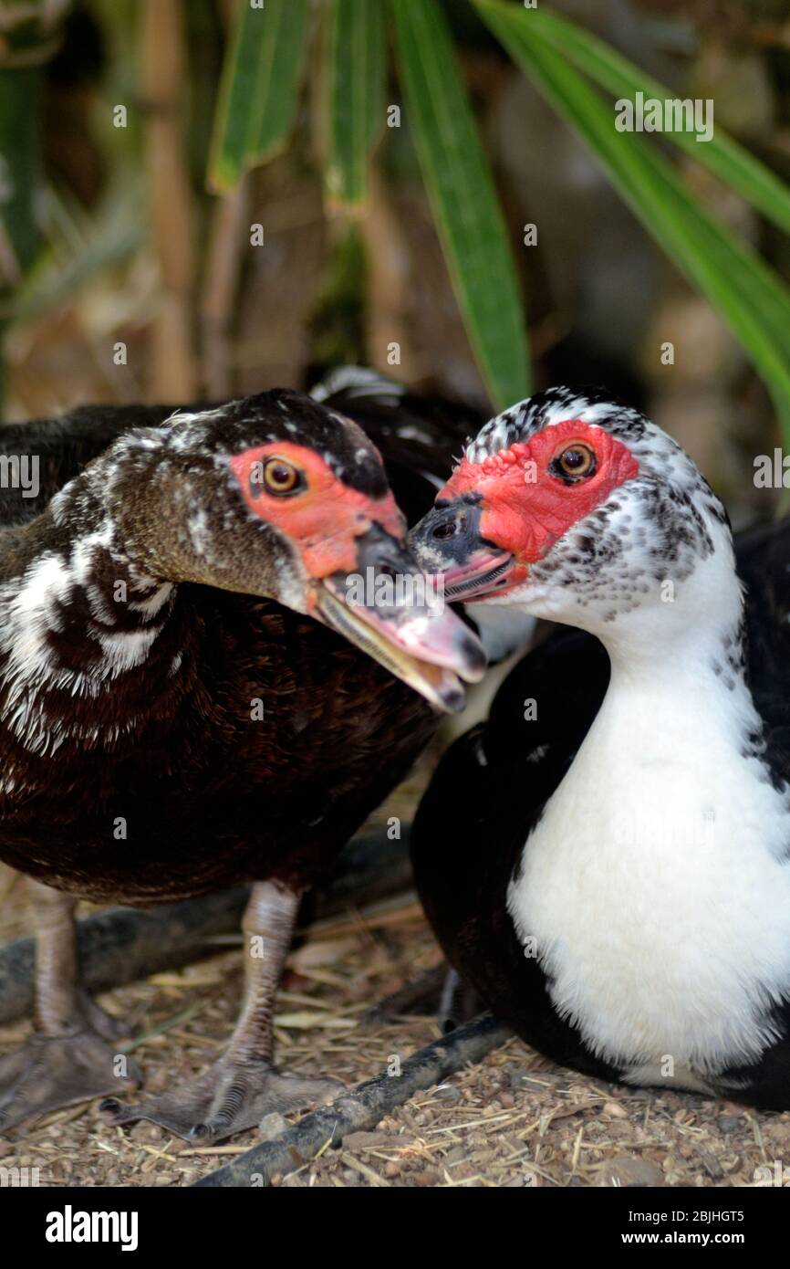 Beautiful Mandarin ducks Stock Photo - Alamy