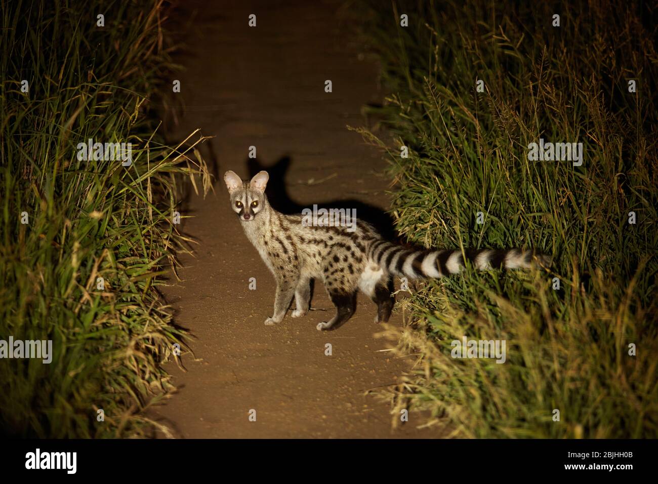 Large-spotted genet (Genetta tigrina), Kruger National Park, South ...