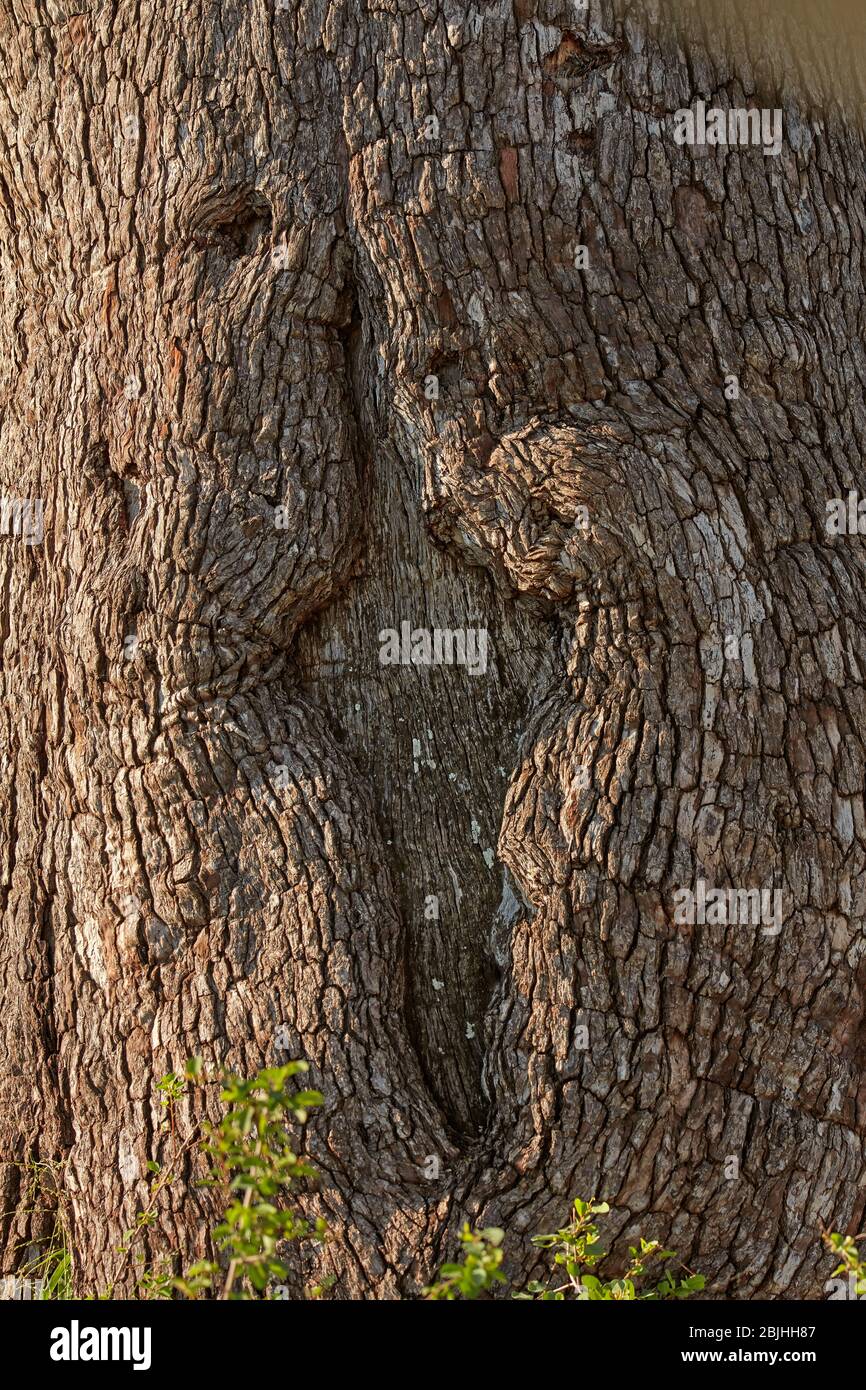 Historic 1800s Portuguese Cross carved into Leadwood tree, Kruger ...