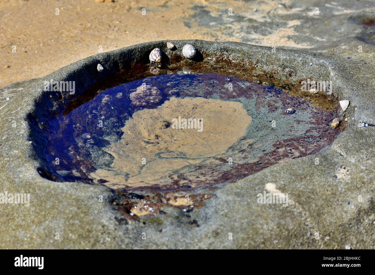 Rock pool fauna hi-res stock photography and images - Alamy