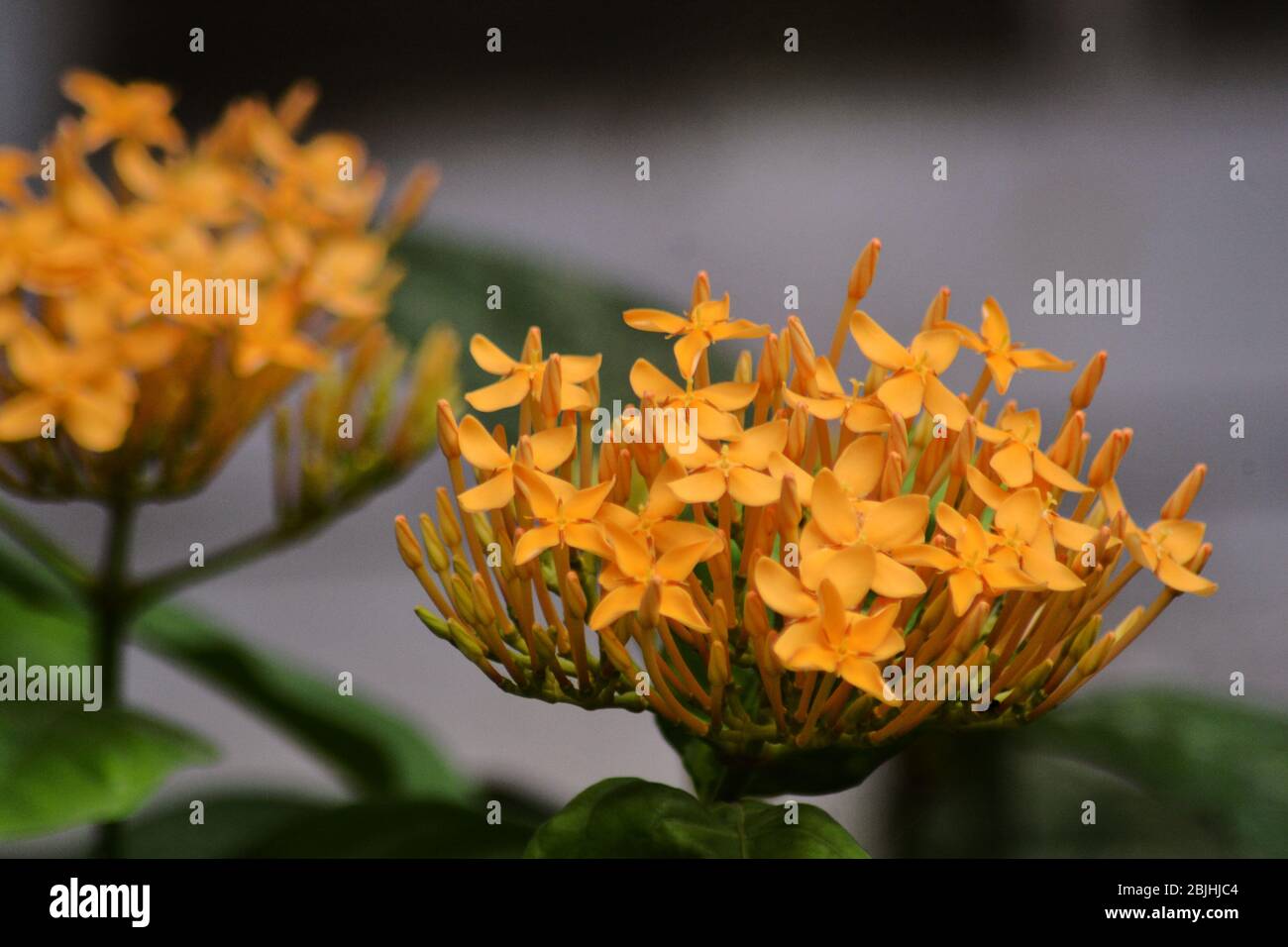 Beauty of the bountiful nature hi-res stock photography and images - Alamy