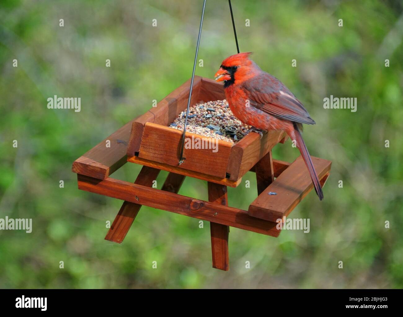 A red cardinal hi-res stock photography and images - Alamy