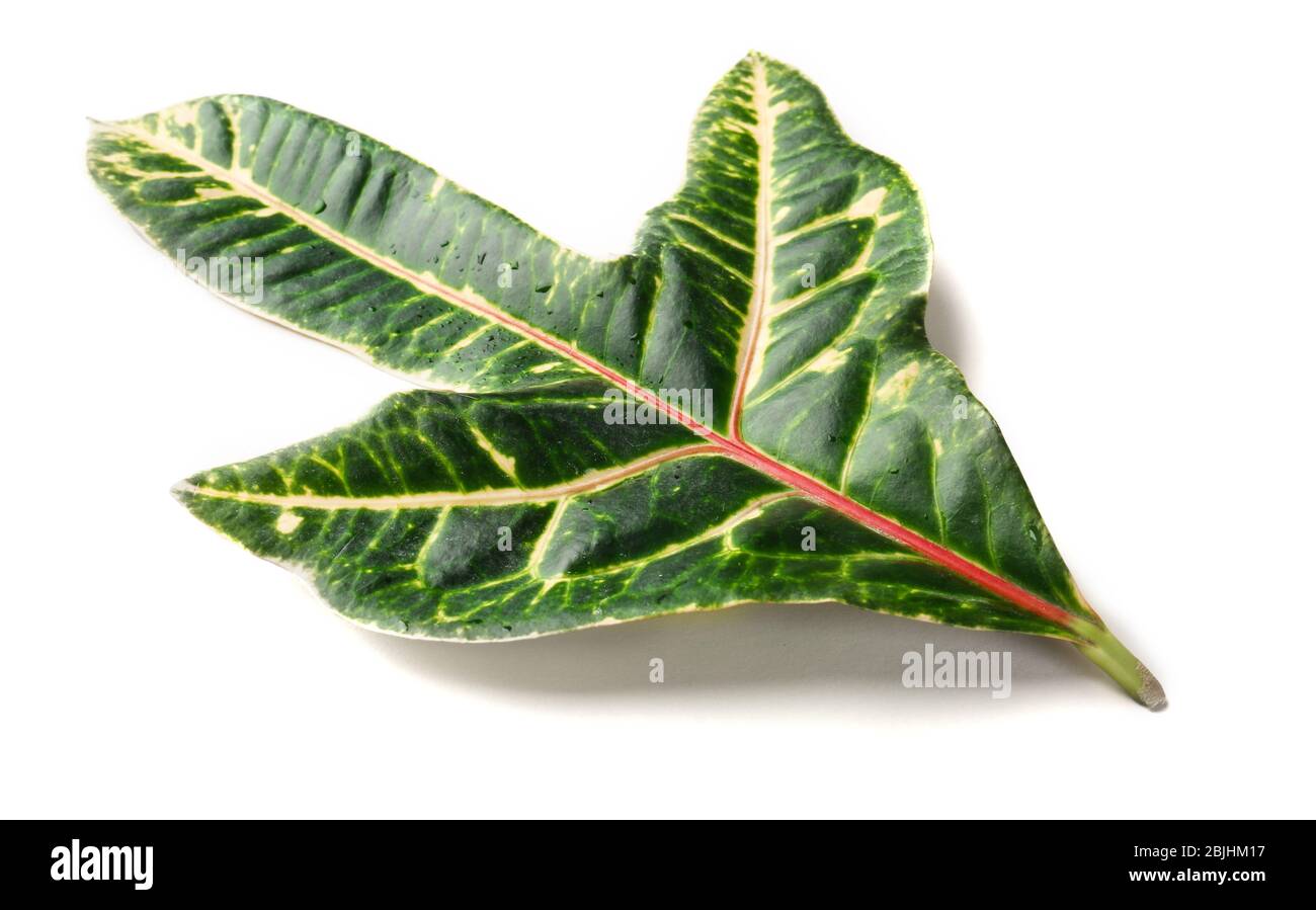 Magnificent tropical green leaf, isolated on white Stock Photo - Alamy