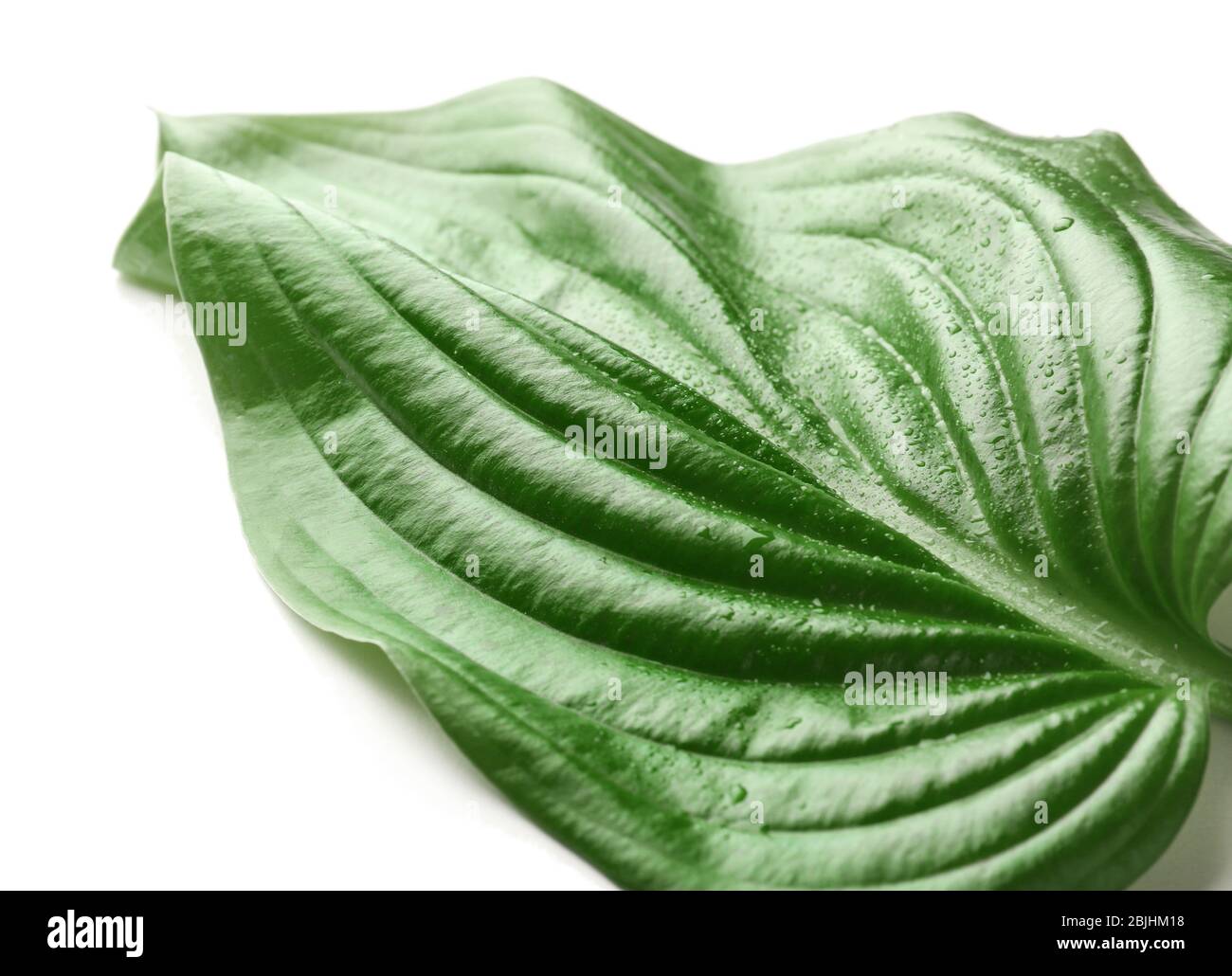 Hosta leaves isolated on hi-res stock photography and images - Alamy