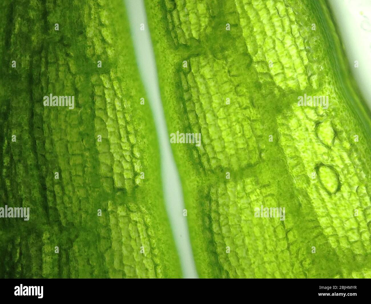 Beautiful cell zoom microorganism hi-res stock photography and images ...