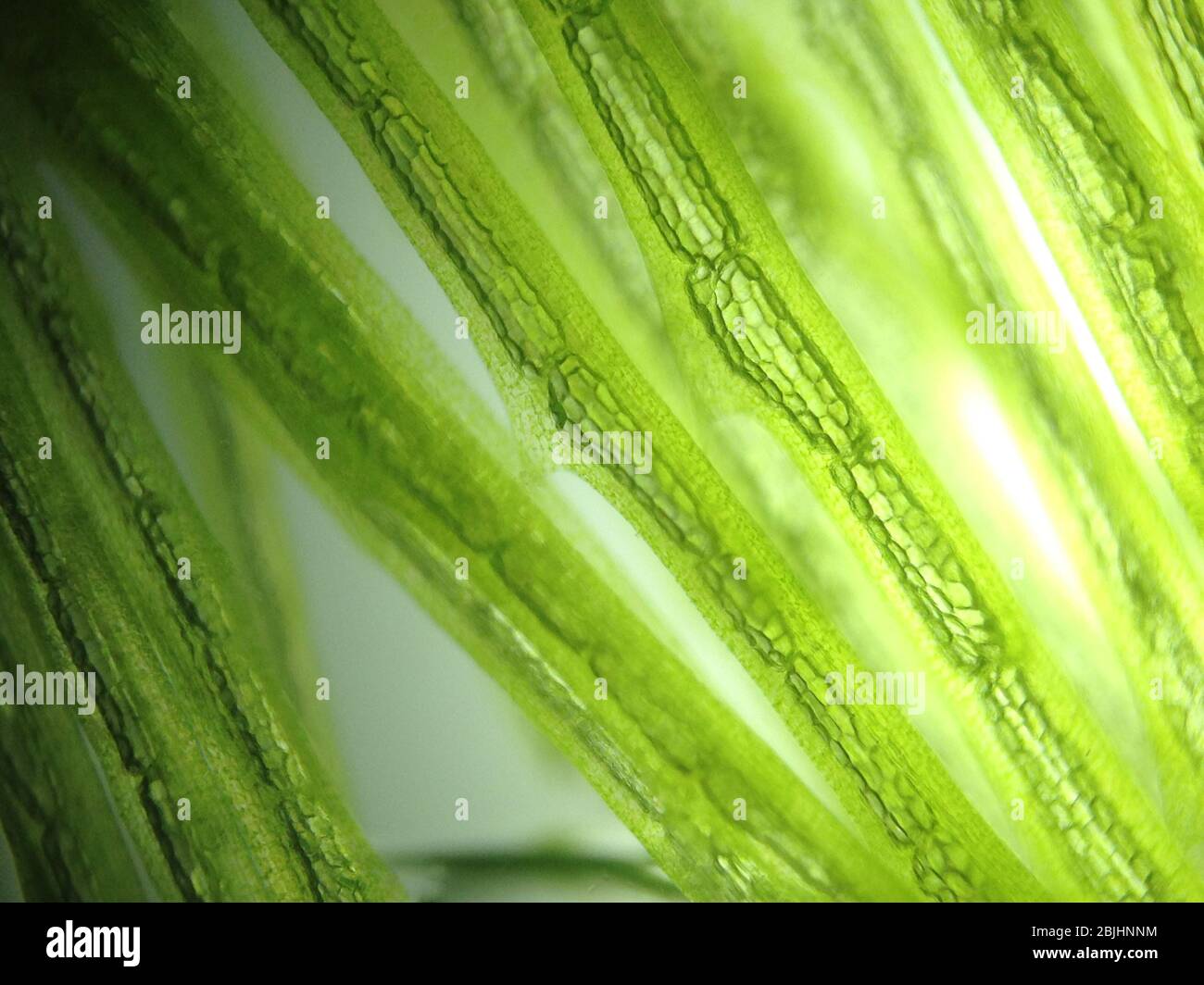 Beautiful zoom microorganism algae cell Stock Photo - Alamy