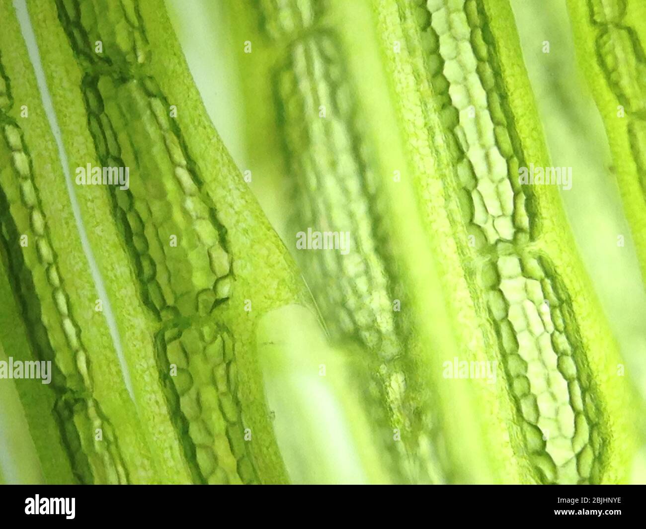 Beautiful zoom microorganism algae cell Stock Photo - Alamy