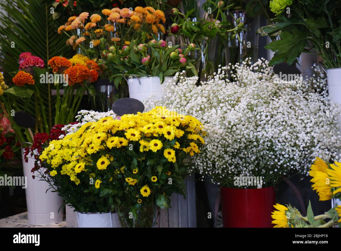 Different blooming flowers in store Stock Photo - Alamy