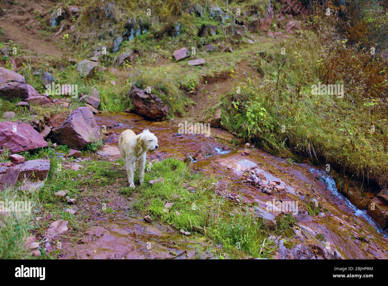 Stray dog walks in the mountains near a stream Stock Photo - Alamy