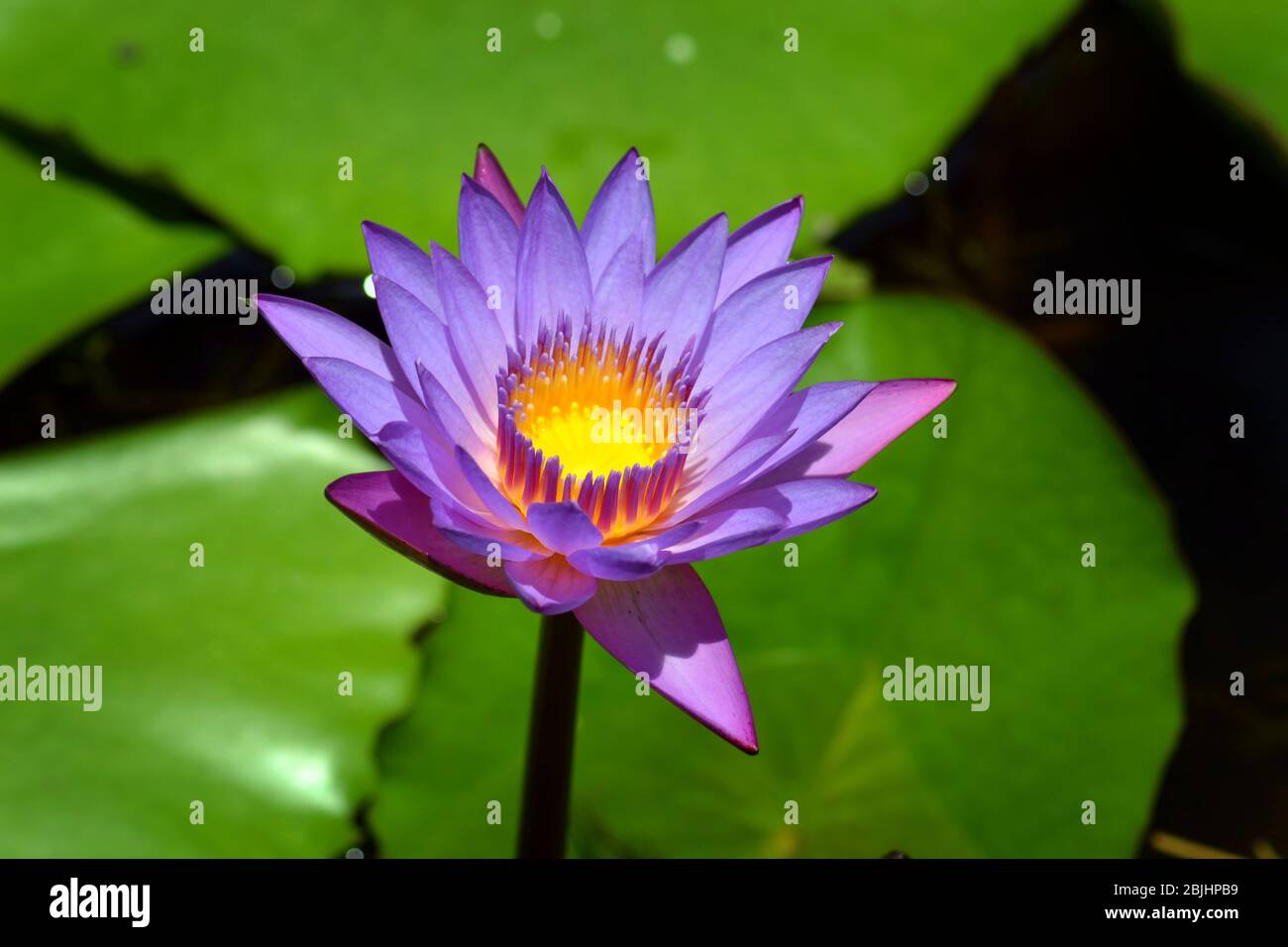 Lotus shoot hi-res stock photography and images - Alamy