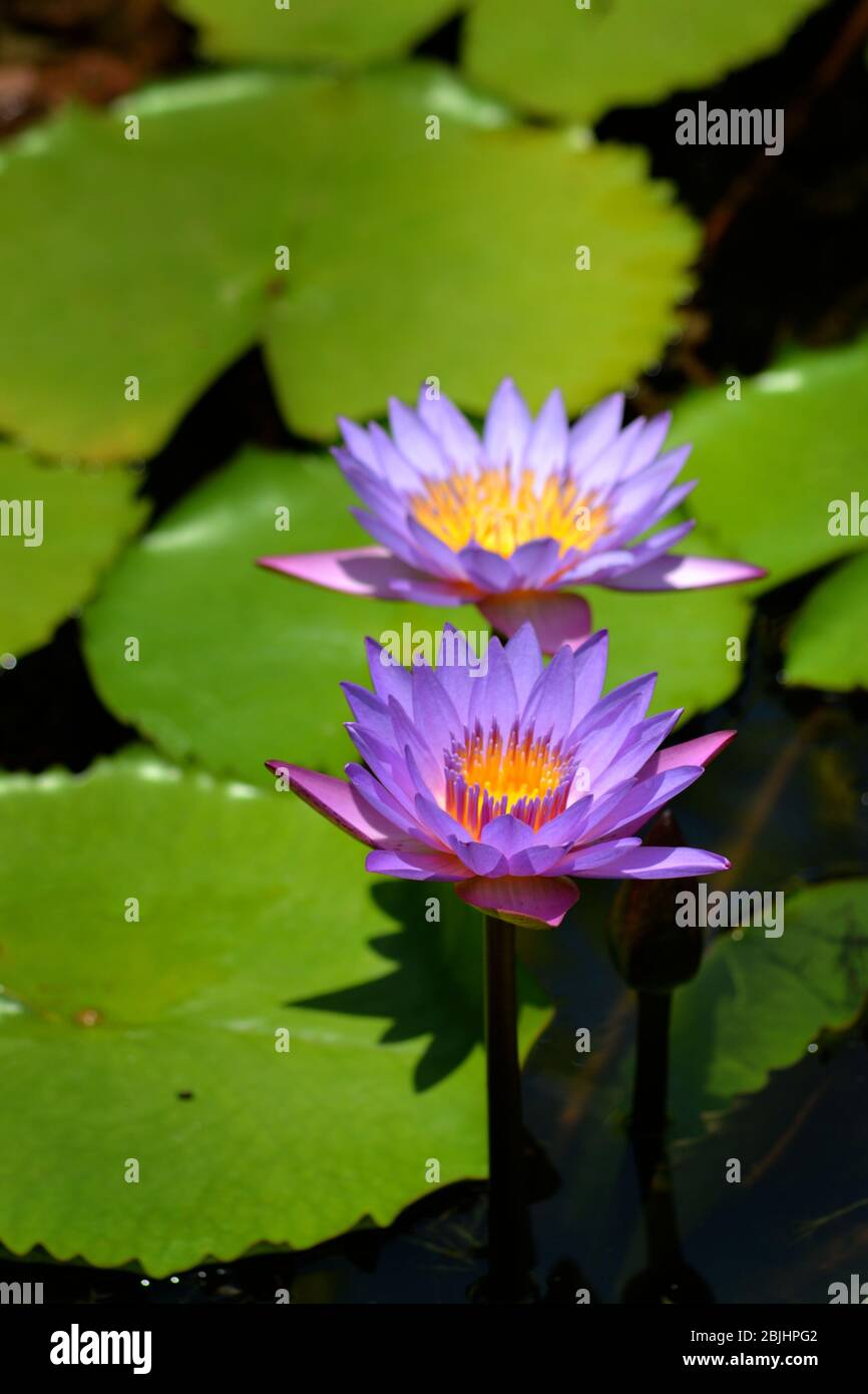 Blue Lotus the closeup shoot sell this image Stock Photo - Alamy