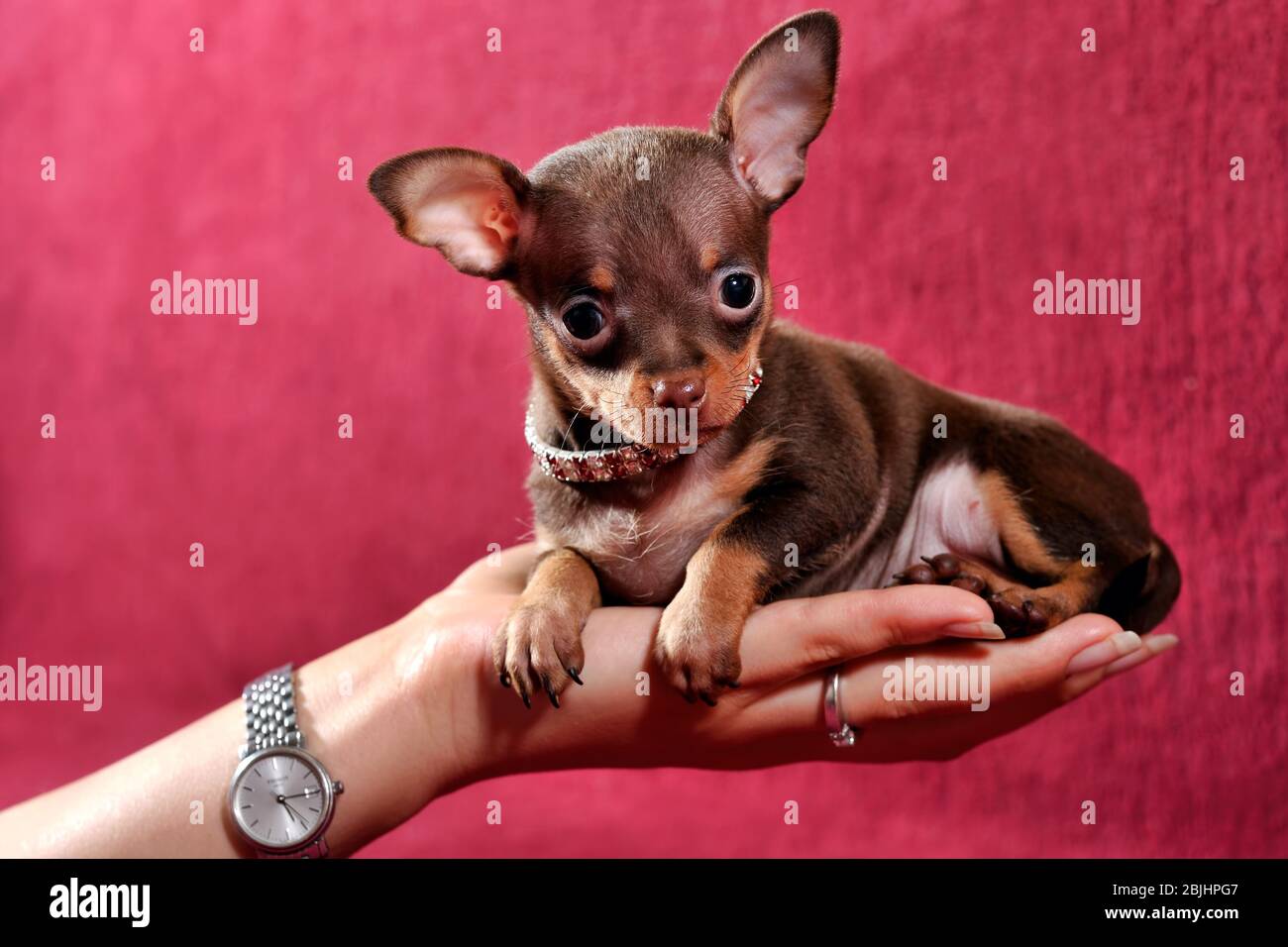 Russkiy toy terrier hi-res stock photography and images - Alamy