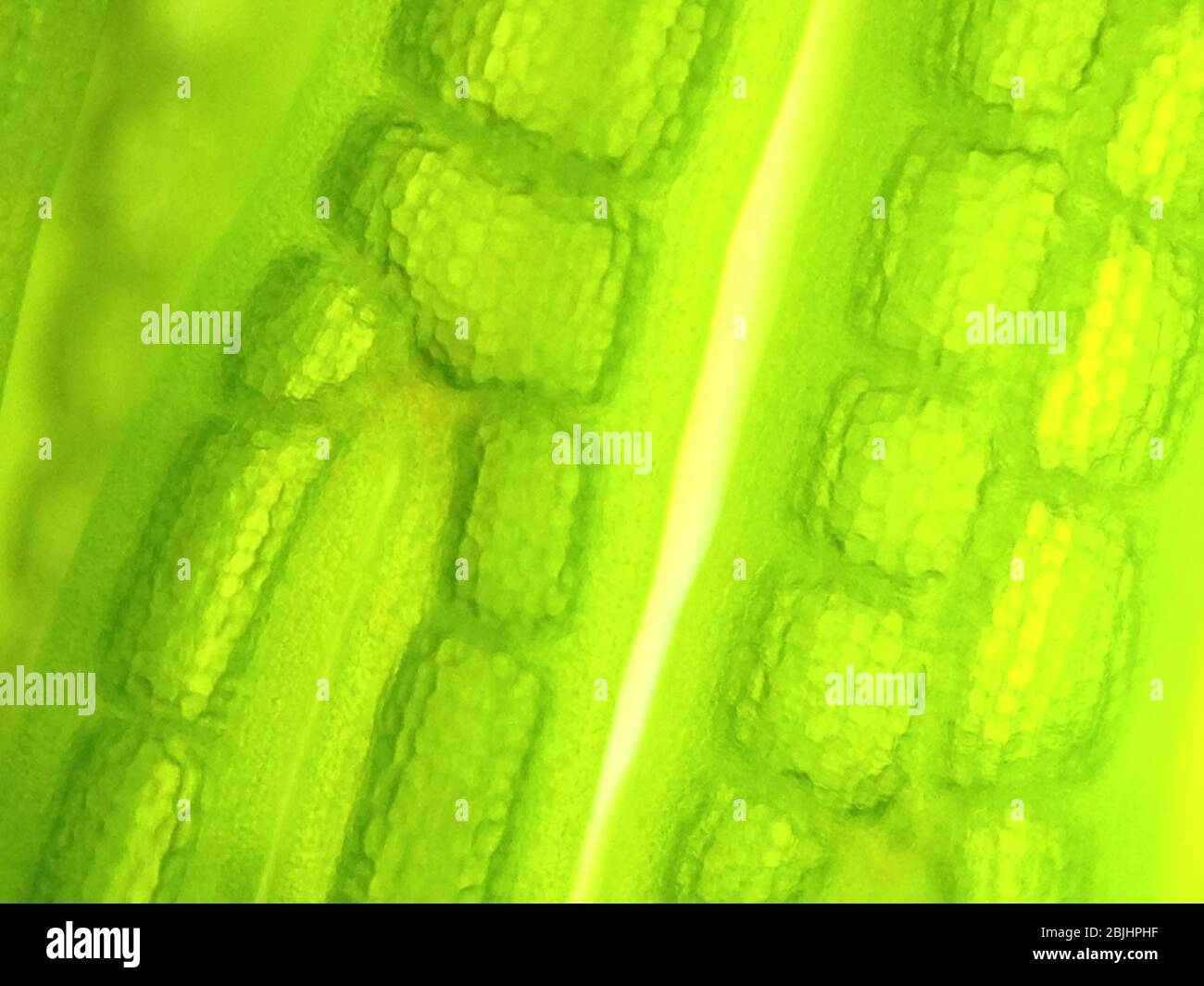 Beautiful cell zoom microorganism hi-res stock photography and images ...