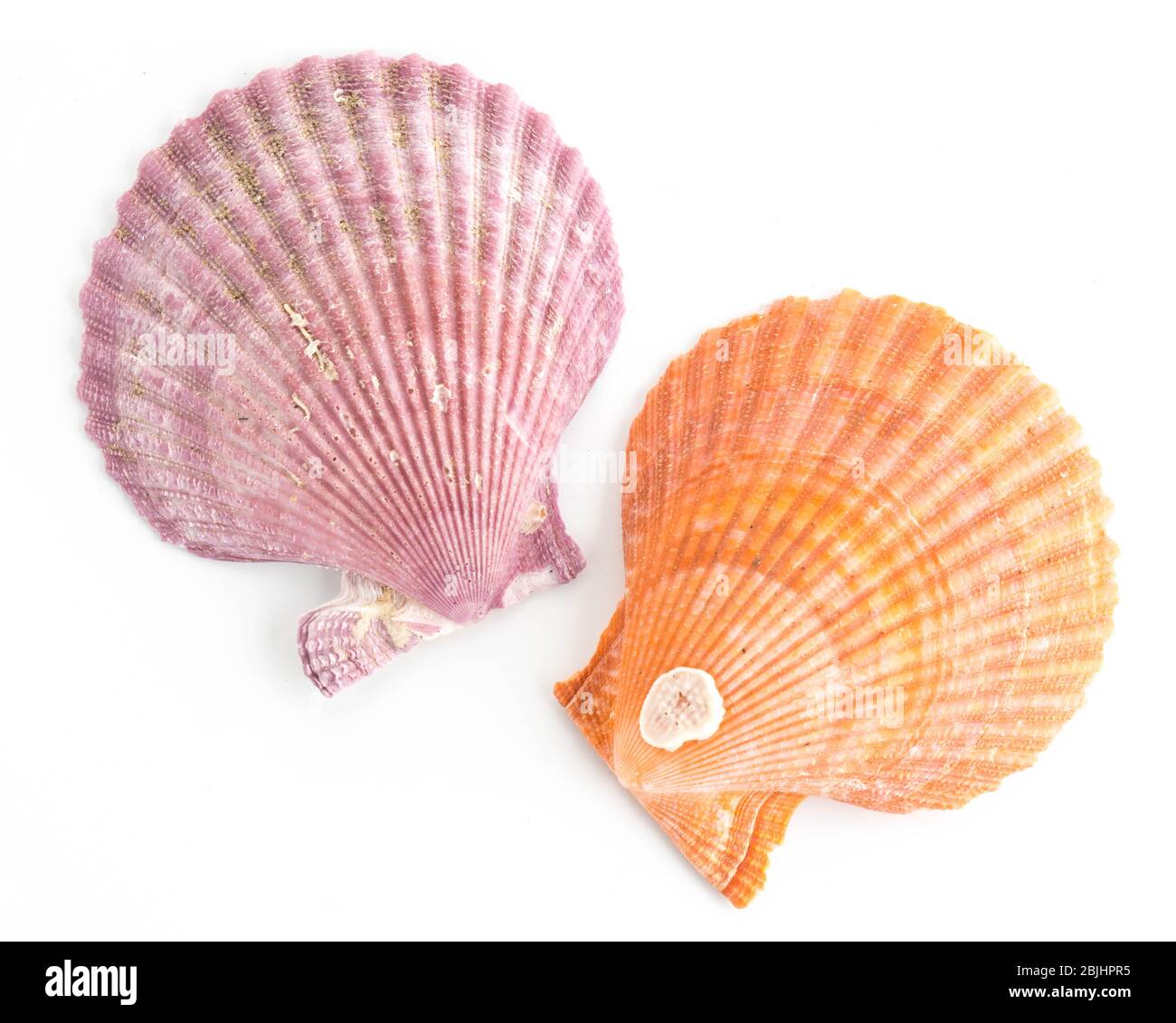 sea shell on white background Stock Photo - Alamy