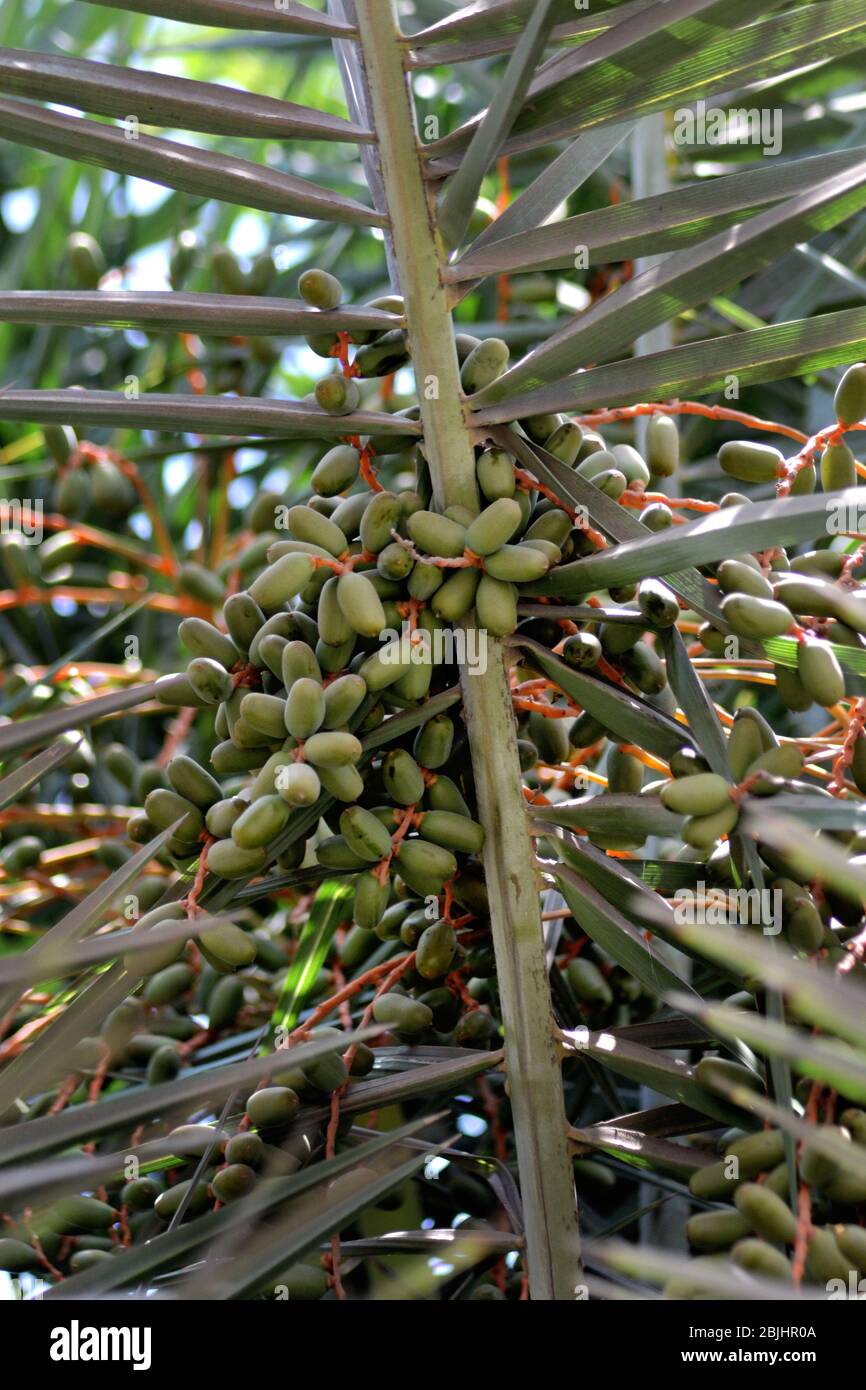 Date Palm Trees closeup shots use wall Stock Photo - Alamy