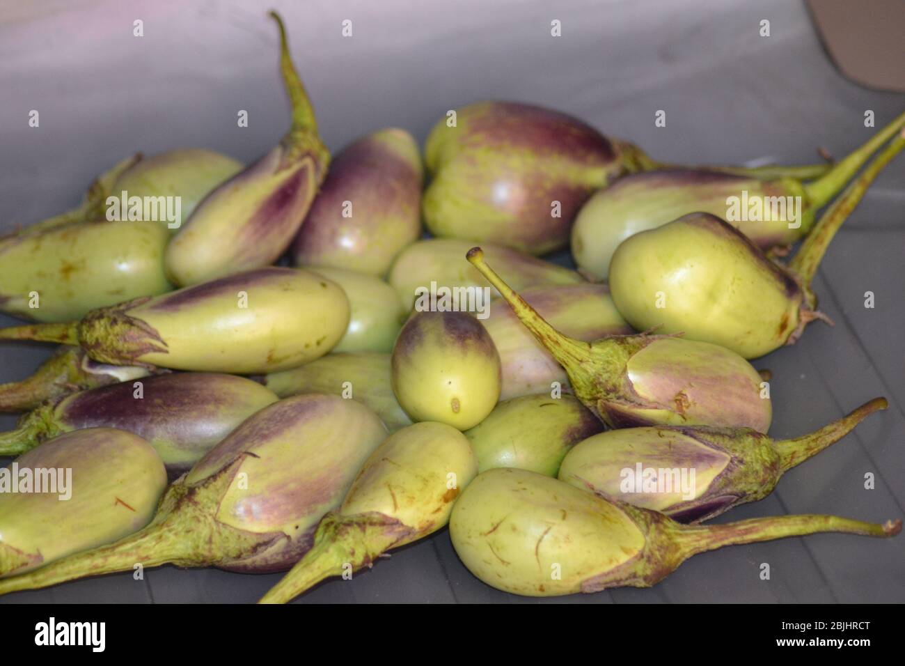 green Brinjal egg Stock Photo - Alamy