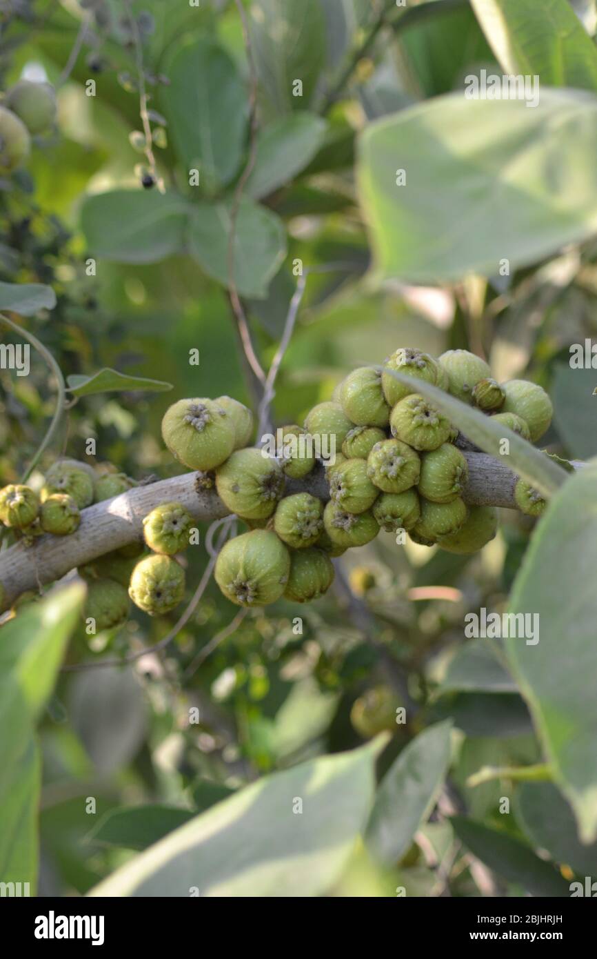 Ficus hispida hi-res stock photography and images - Alamy