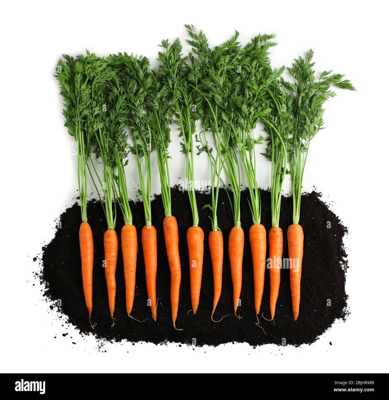 Fresh carrots and soil on white background Stock Photo - Alamy