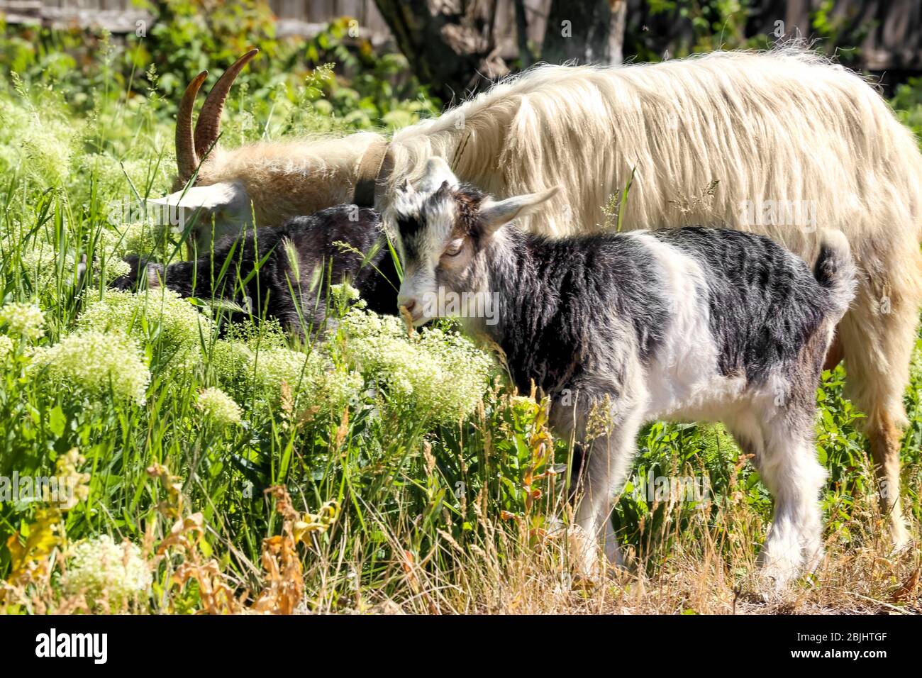 Funny goats hi-res stock photography and images - Alamy
