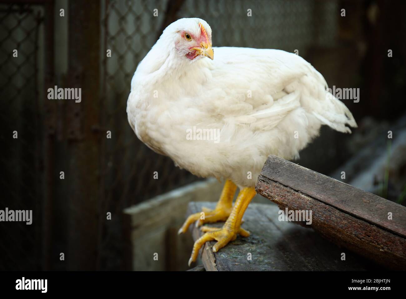 Domestic chicken at the farm Stock Photo - Alamy