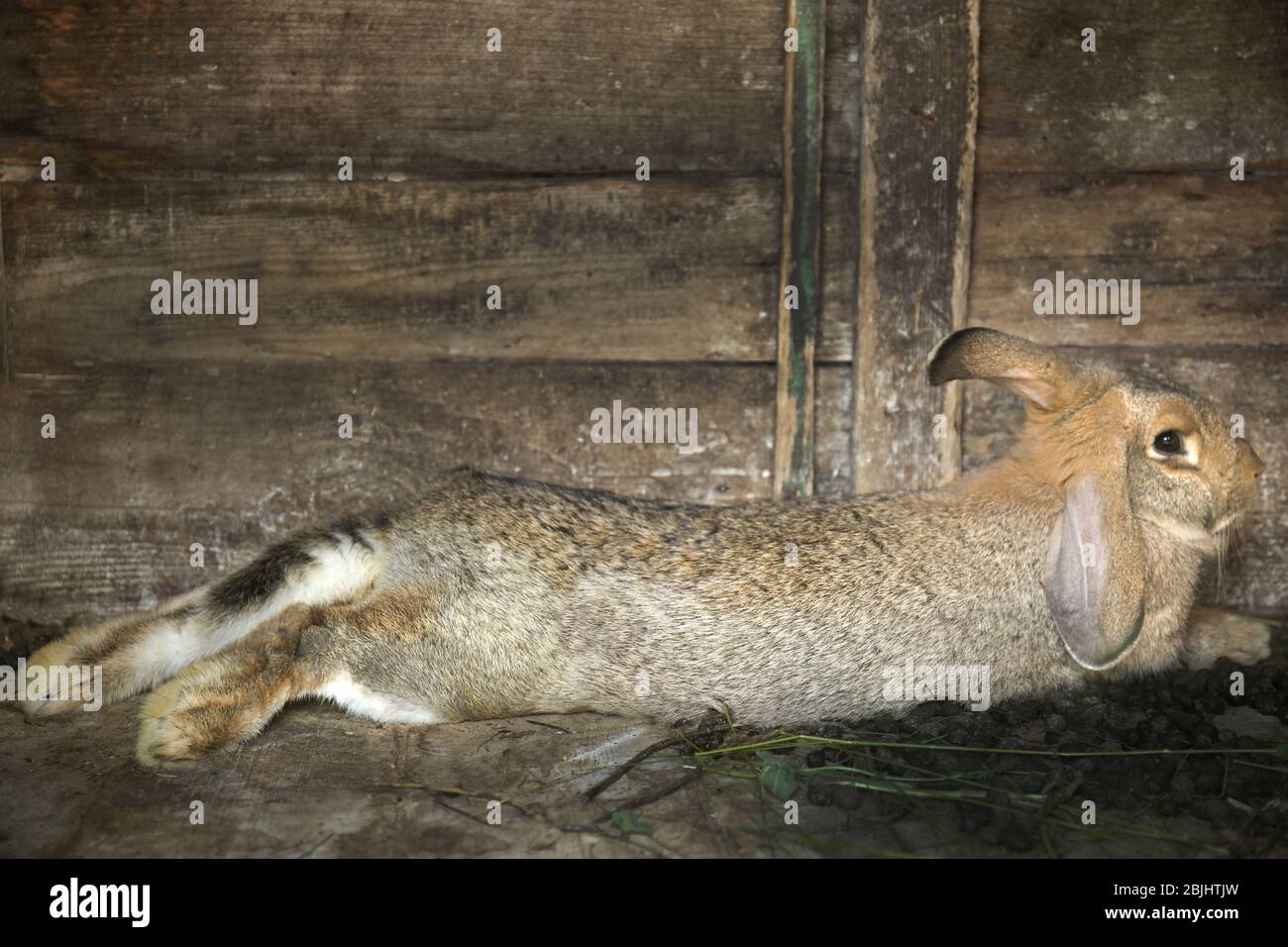 Adorable domestic rabbit in hutch Stock Photo - Alamy