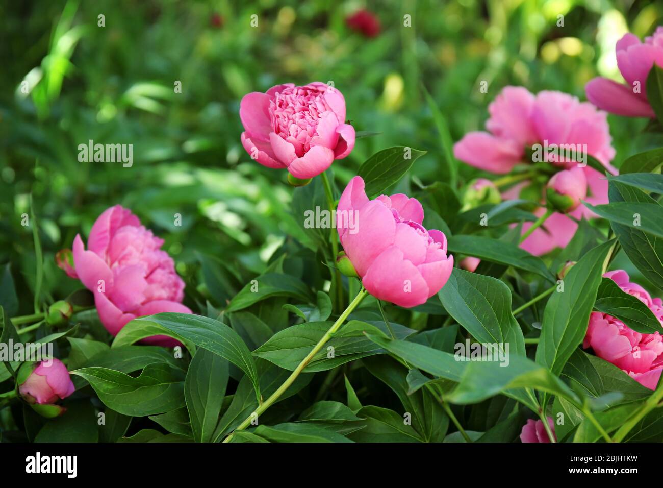 Beautiful peony flowers in garden Stock Photo - Alamy