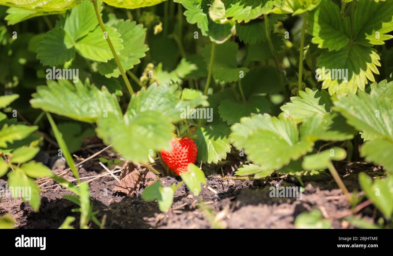 Strawberry plants growing in garden, closeup Stock Photo - Alamy