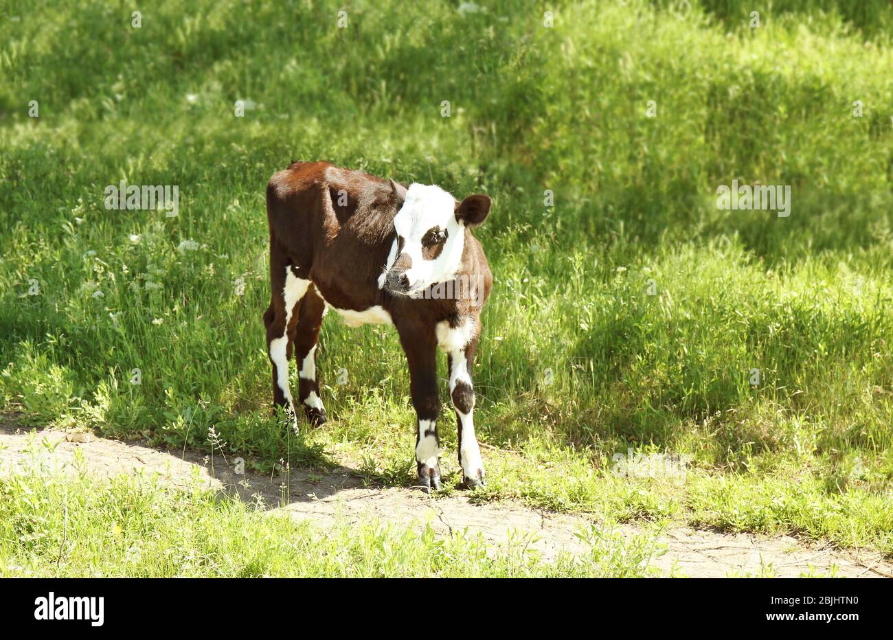 Calf farmyard bull hi-res stock photography and images - Alamy