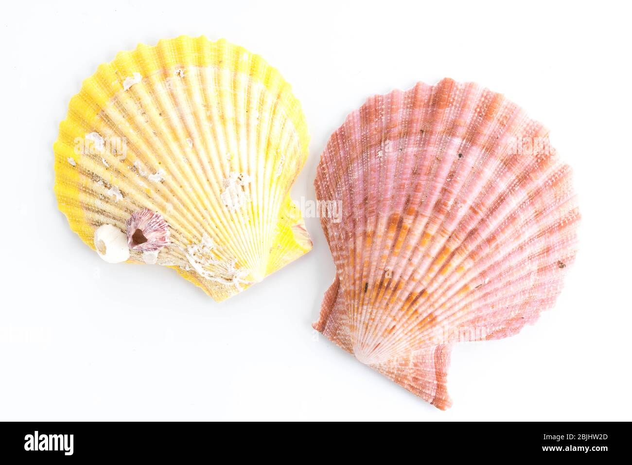 sea shell on white background Stock Photo - Alamy