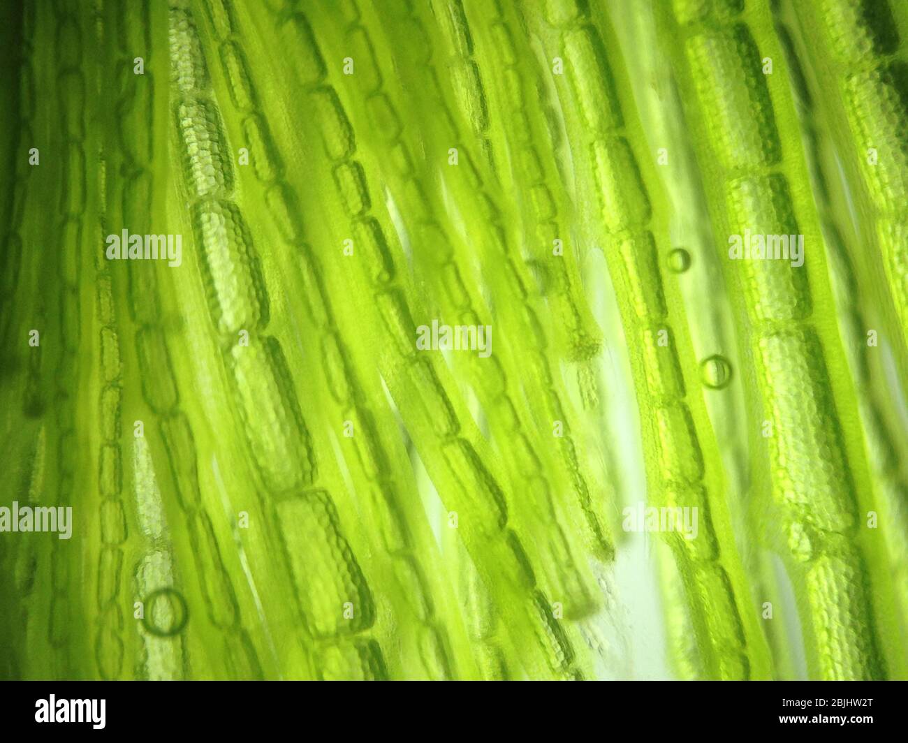 Algae cell hi-res stock photography and images - Alamy