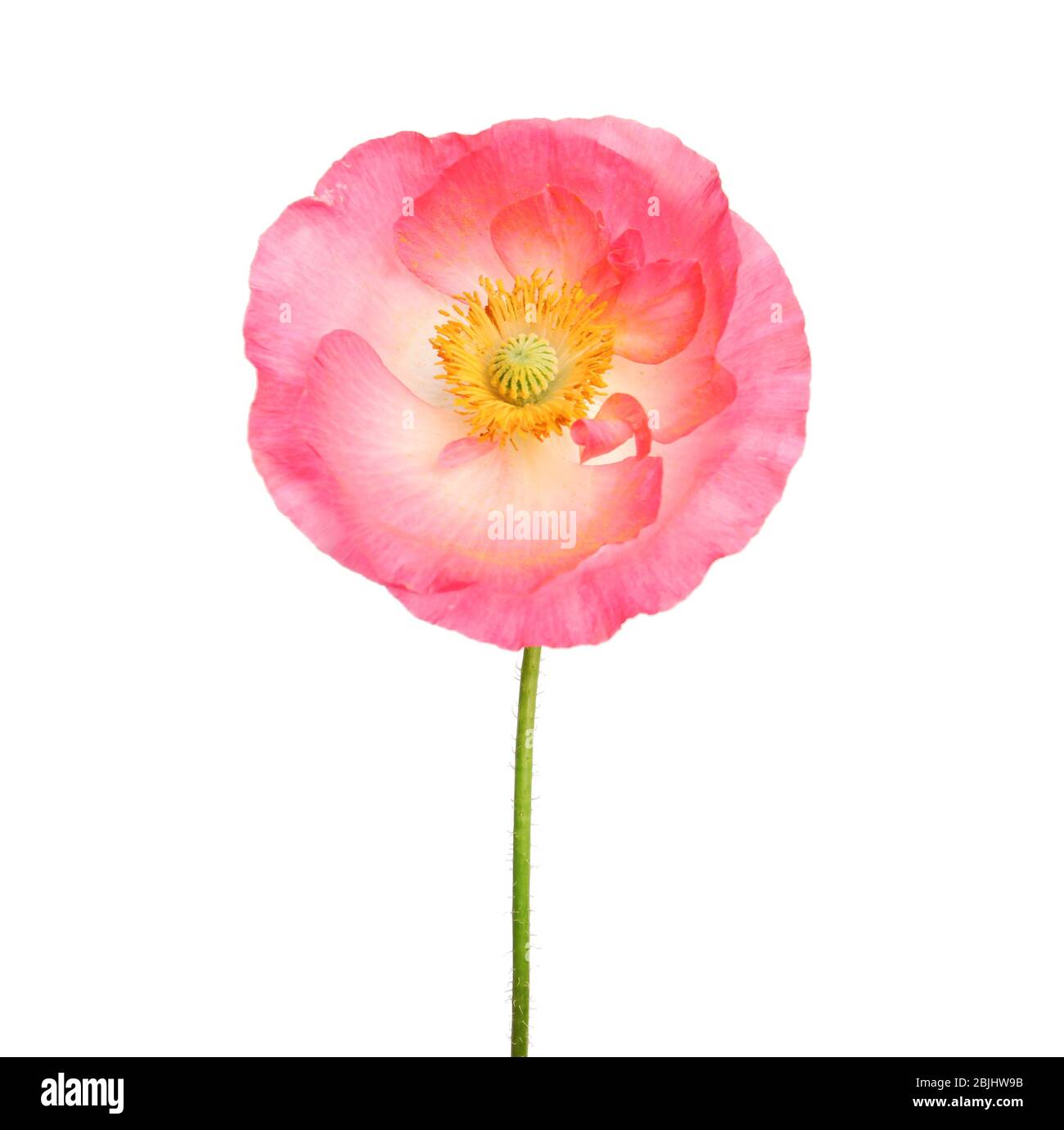 Beautiful poppy flower on light background Stock Photo - Alamy