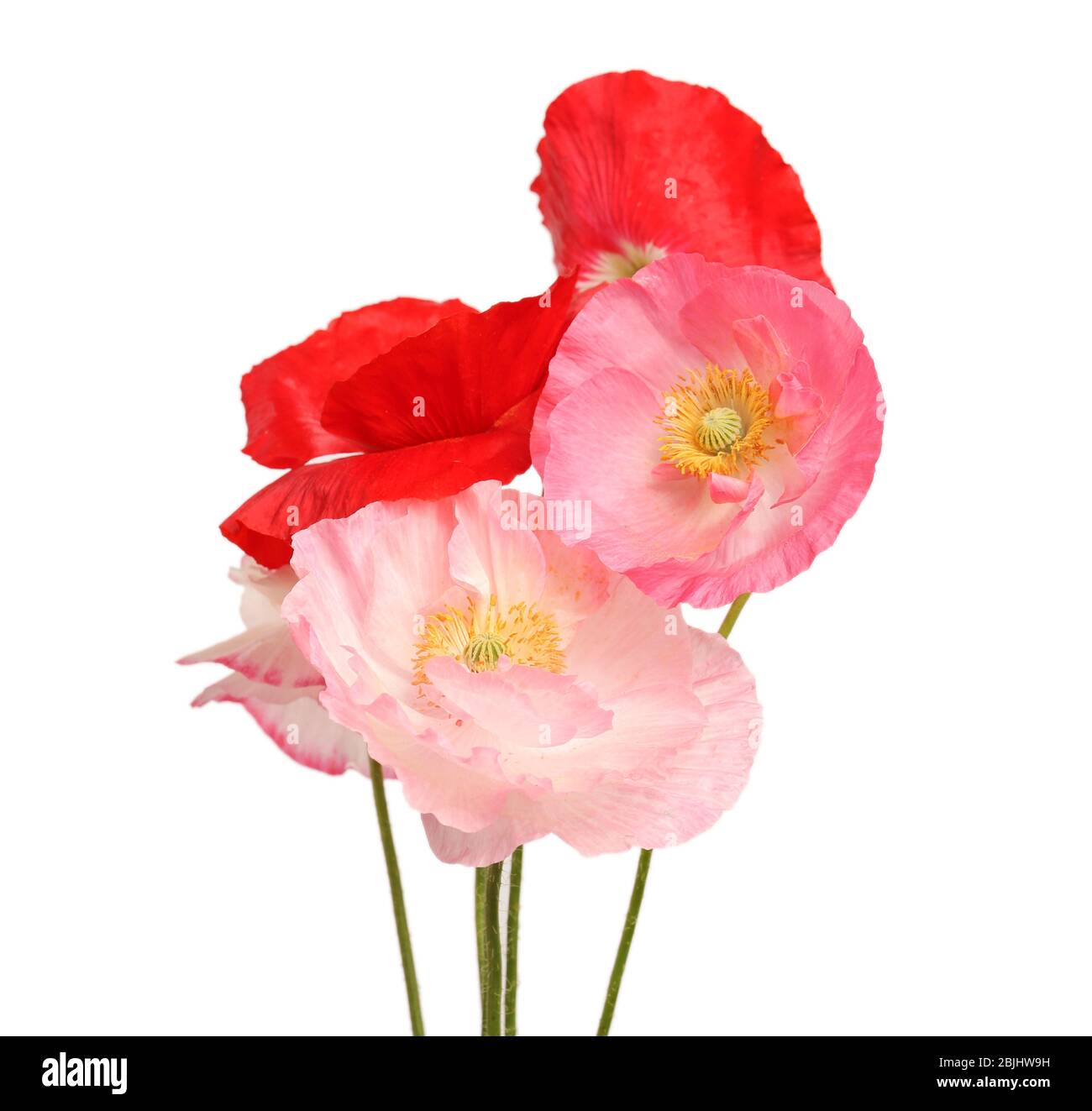 Light pink poppy Cut Out Stock Images & Pictures - Alamy