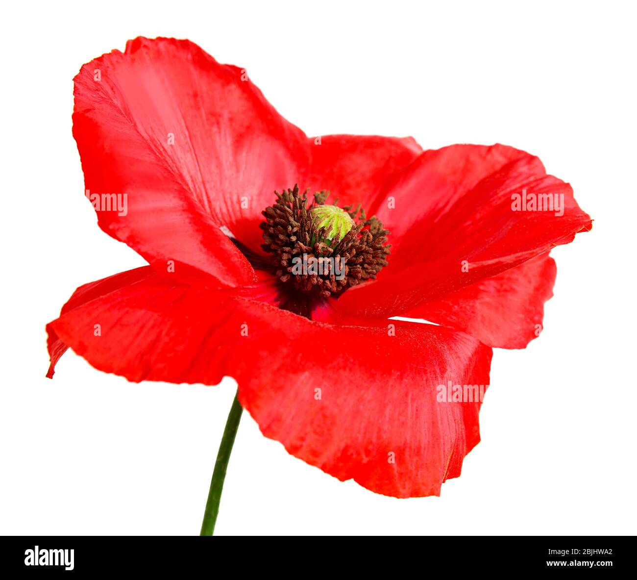 Beautiful poppy flower on light background, closeup Stock Photo - Alamy