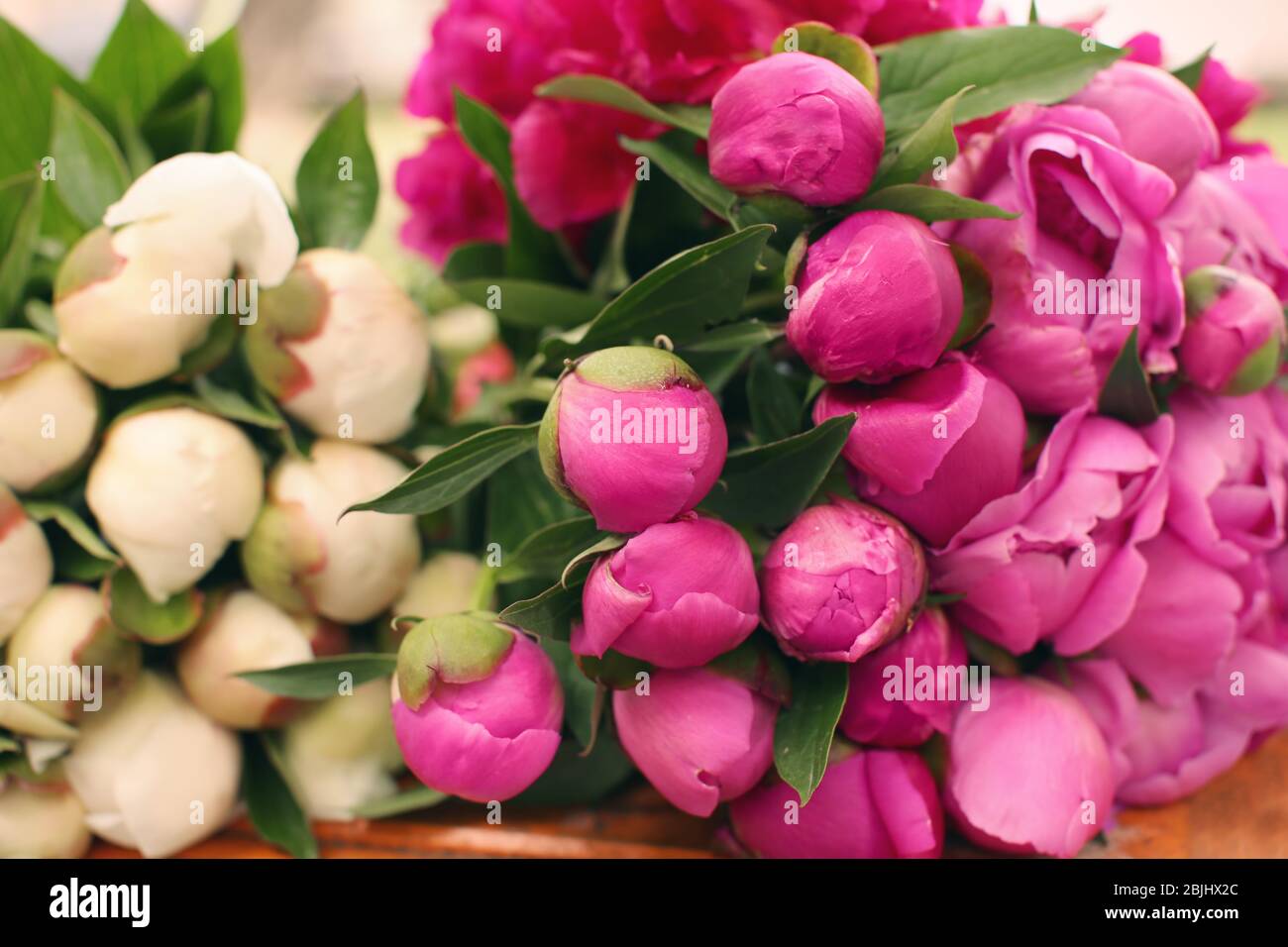 Beautiful peony flowers, closeup Stock Photo - Alamy