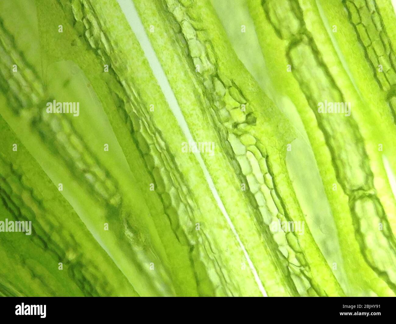 Beautiful cell zoom microorganism hi-res stock photography and images ...