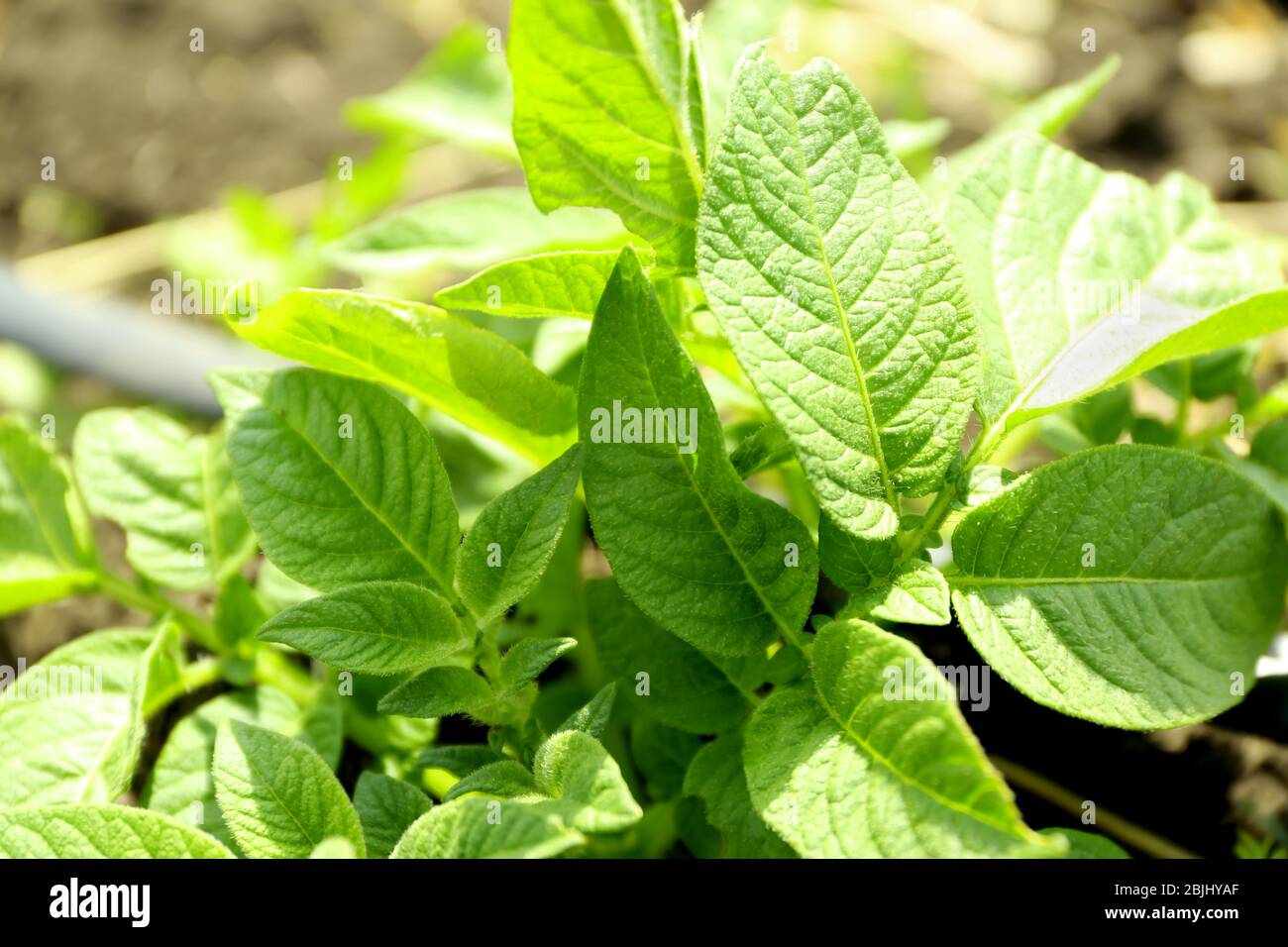 Potato bush on plantation Stock Photo - Alamy