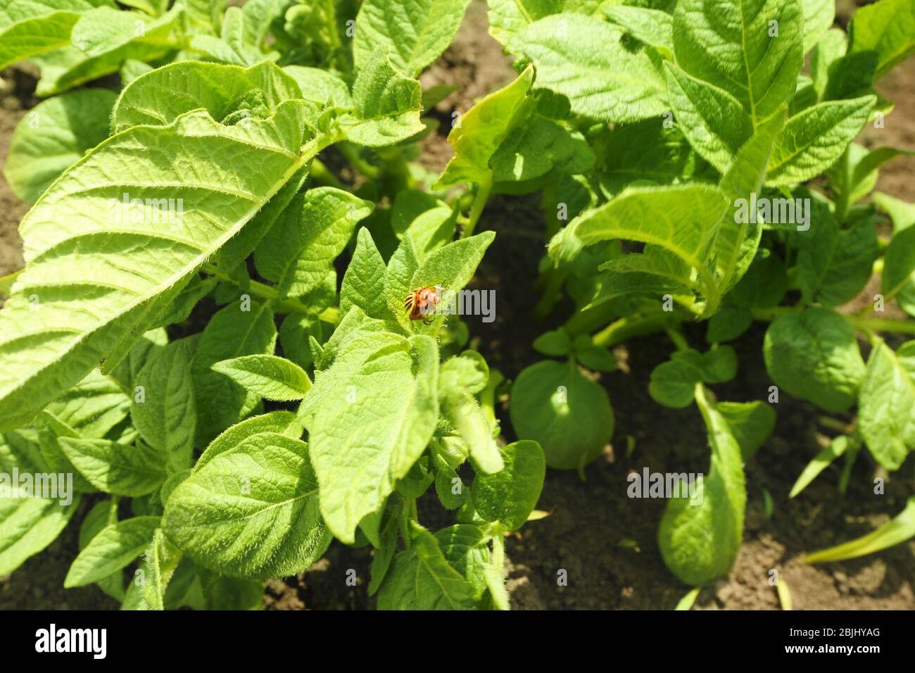 Potato bushes on plantation Stock Photo - Alamy